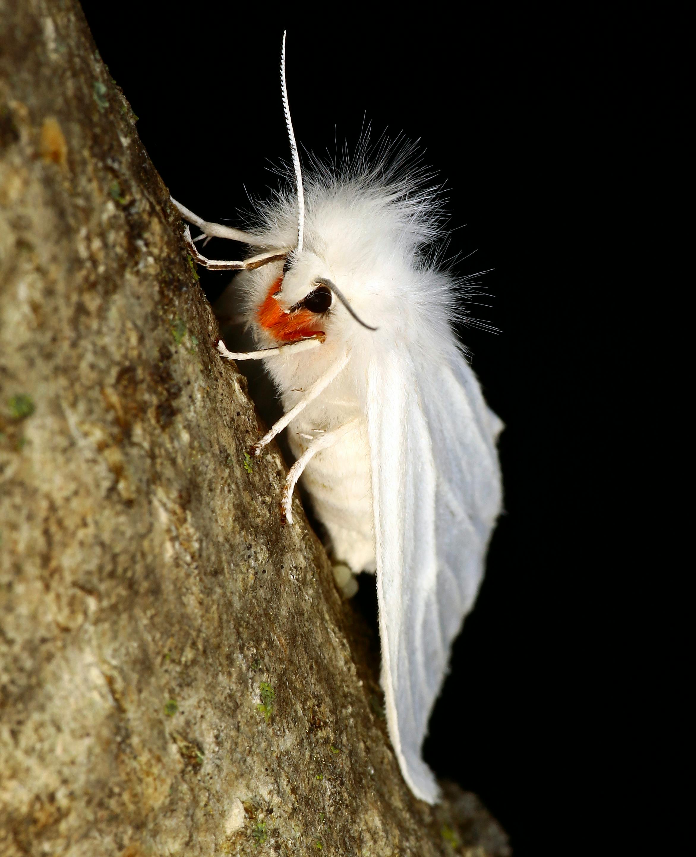 Close-up of Fluffy White Moth on Tree · Free Stock Photo