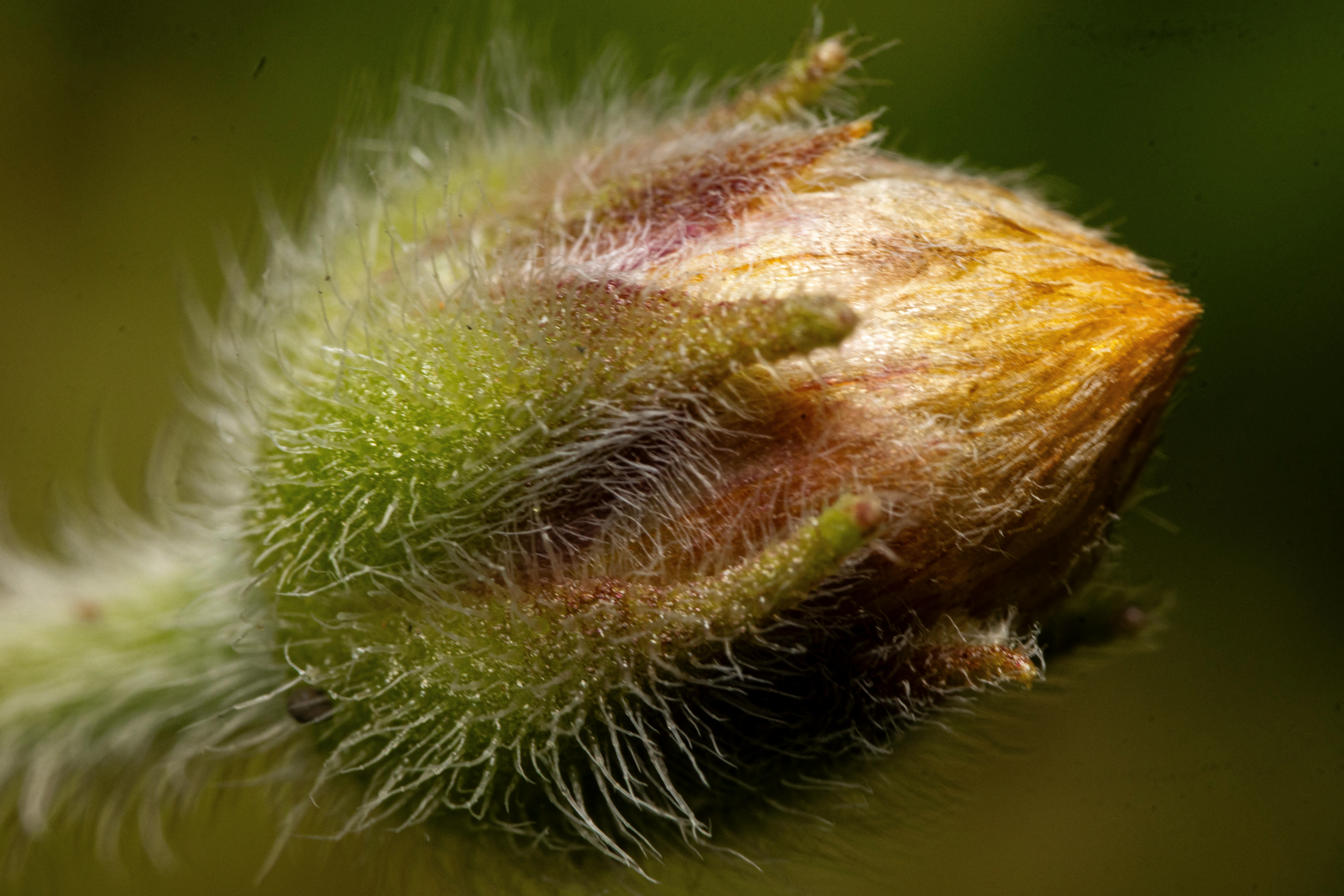 Close-up Macro Shot of a Furry Flower Bud · Free Stock Photo
