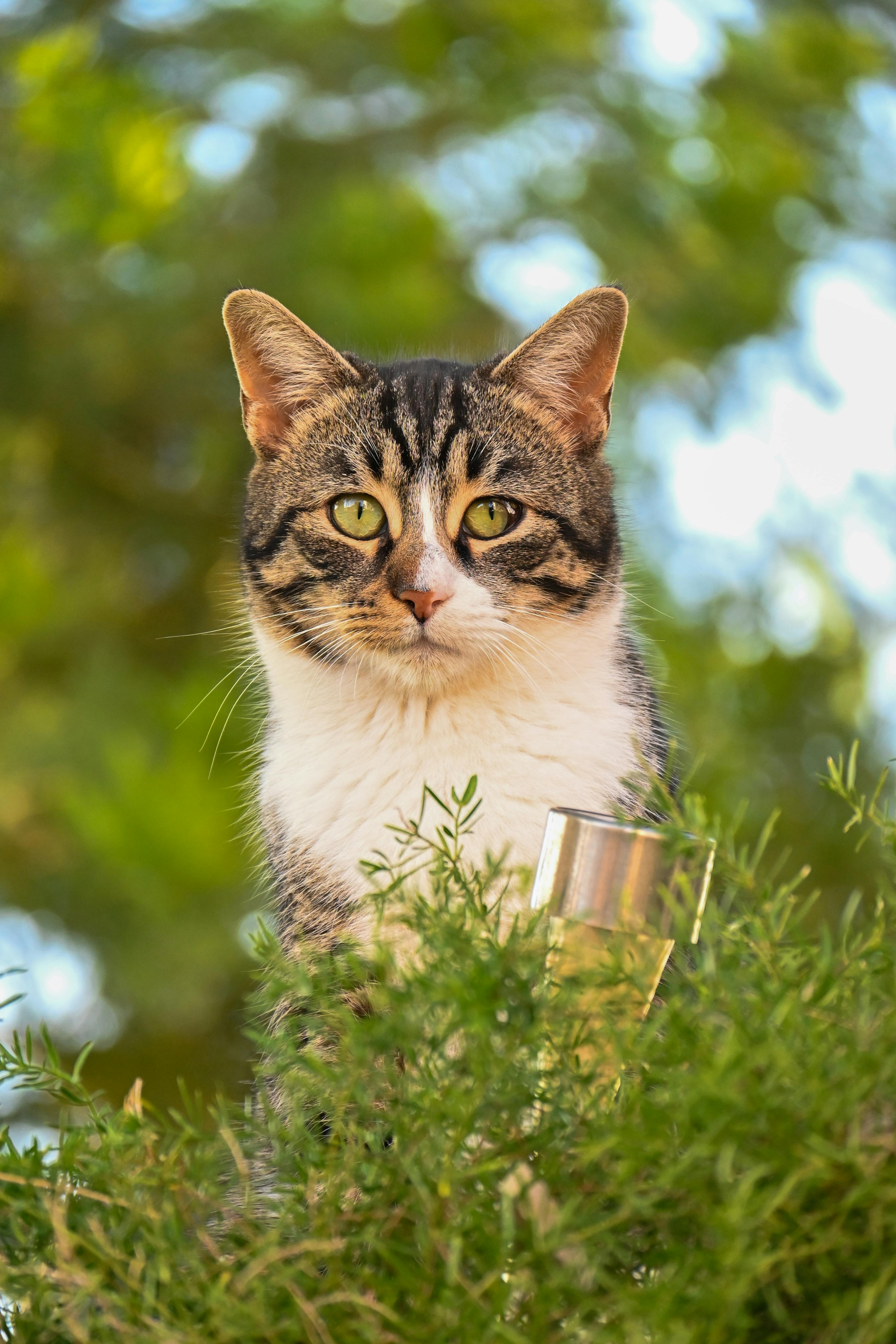 Cat Trace Photos, Download The BEST Free Cat Trace Stock Photos & HD Images