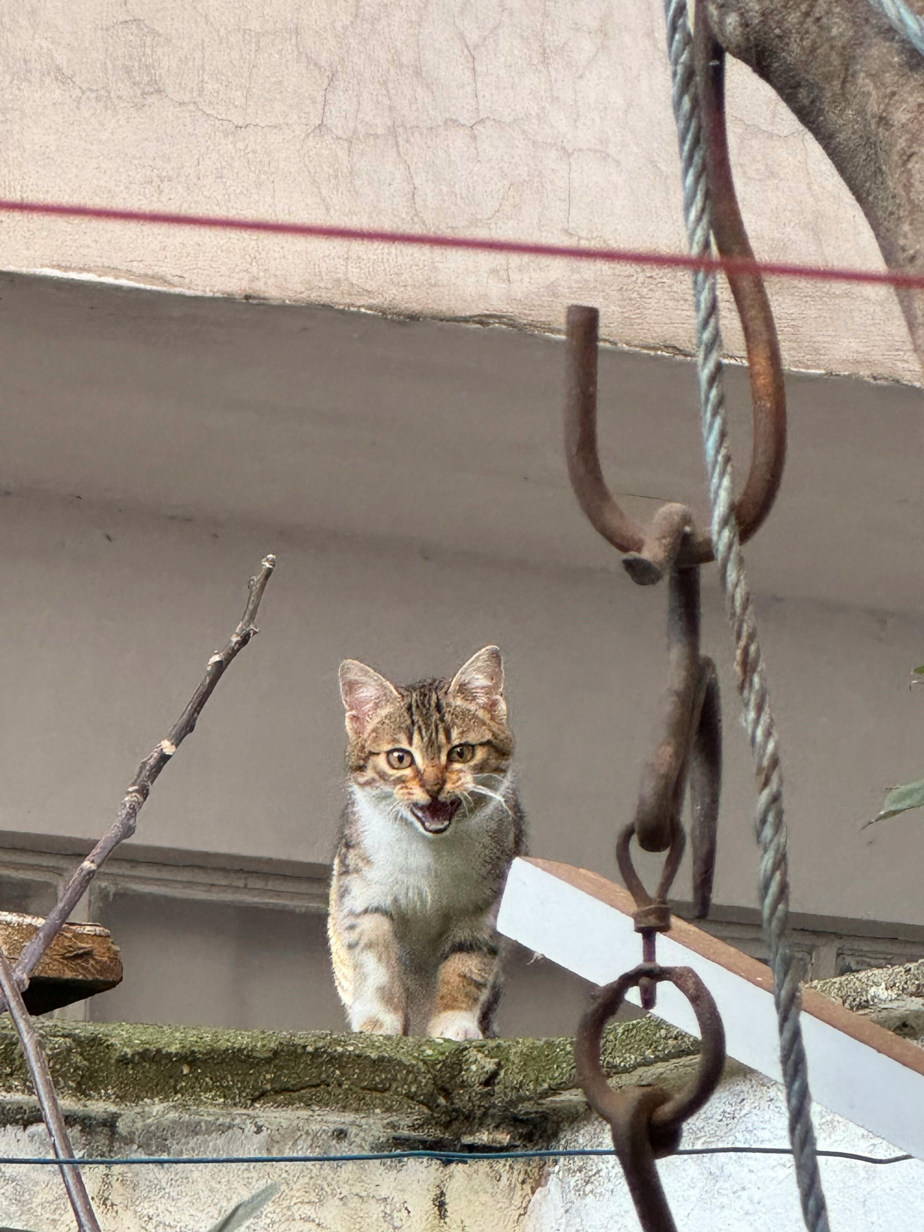 Calico Cat on a Wall in Bursa, Türkiye · Free Stock Photo