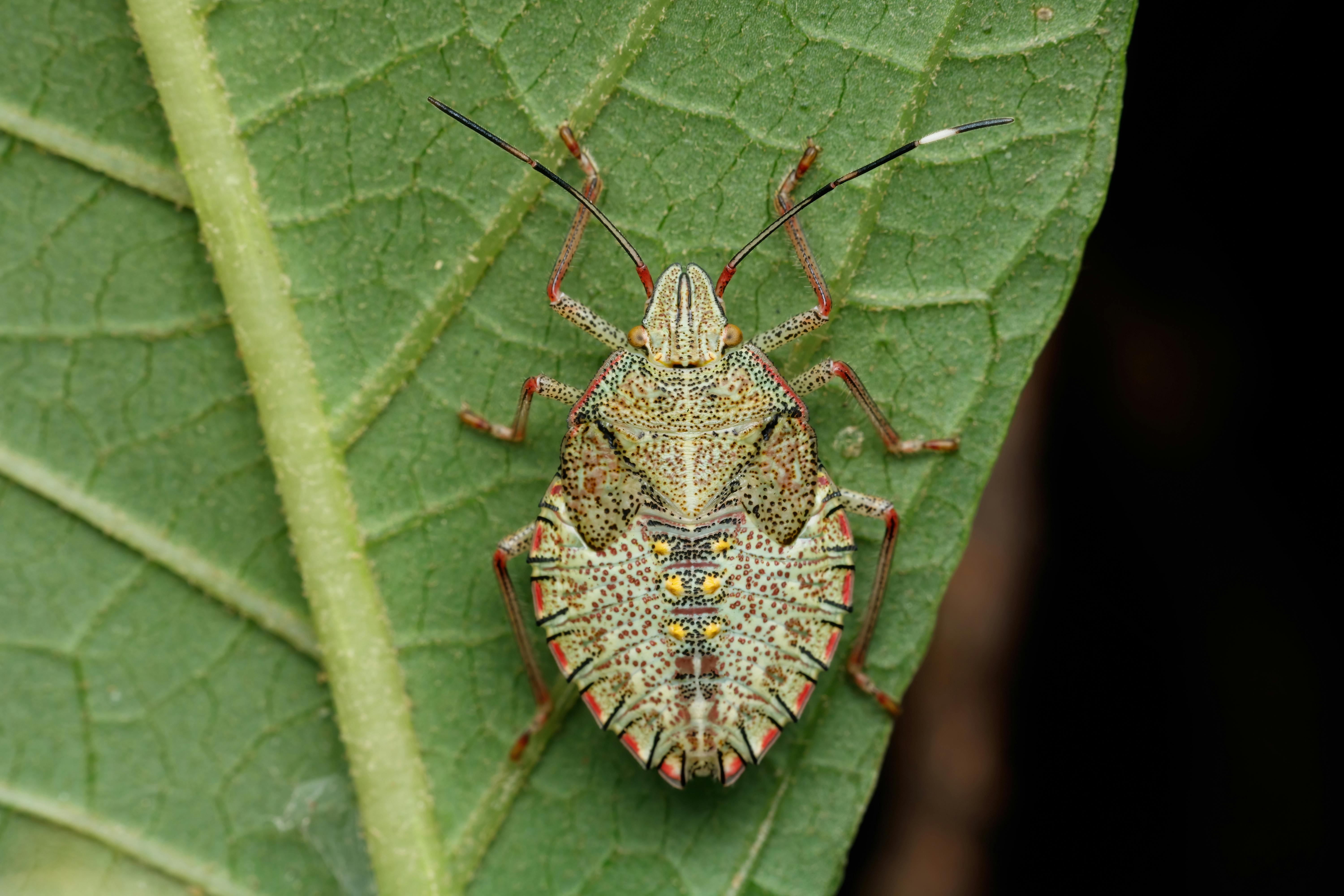 Close-up Macro Photograph of a Stink Bug on Leaf · Free Stock Photo