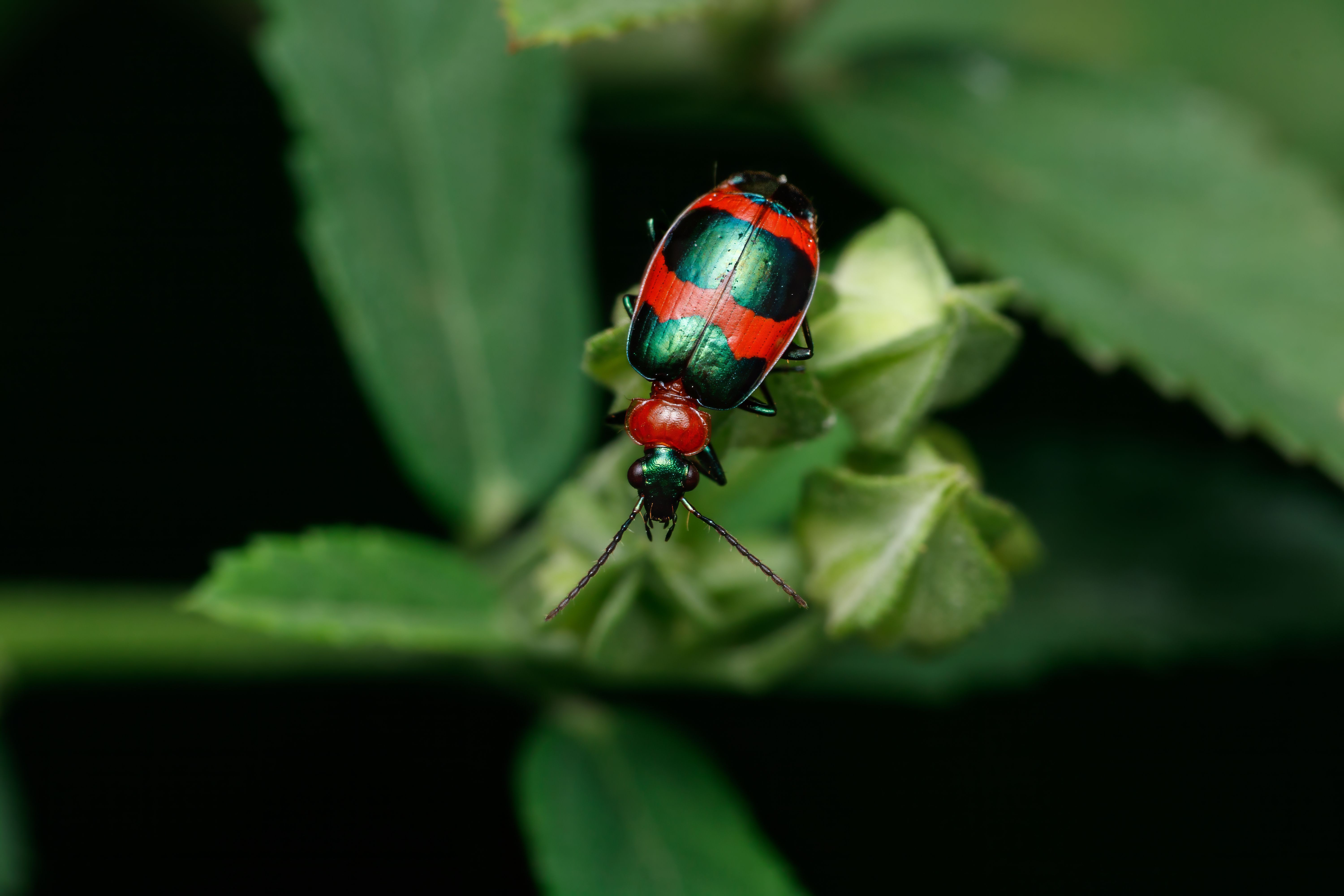 Vibrant Colored Beetle on Leaf Macro Photography · Free Stock Photo