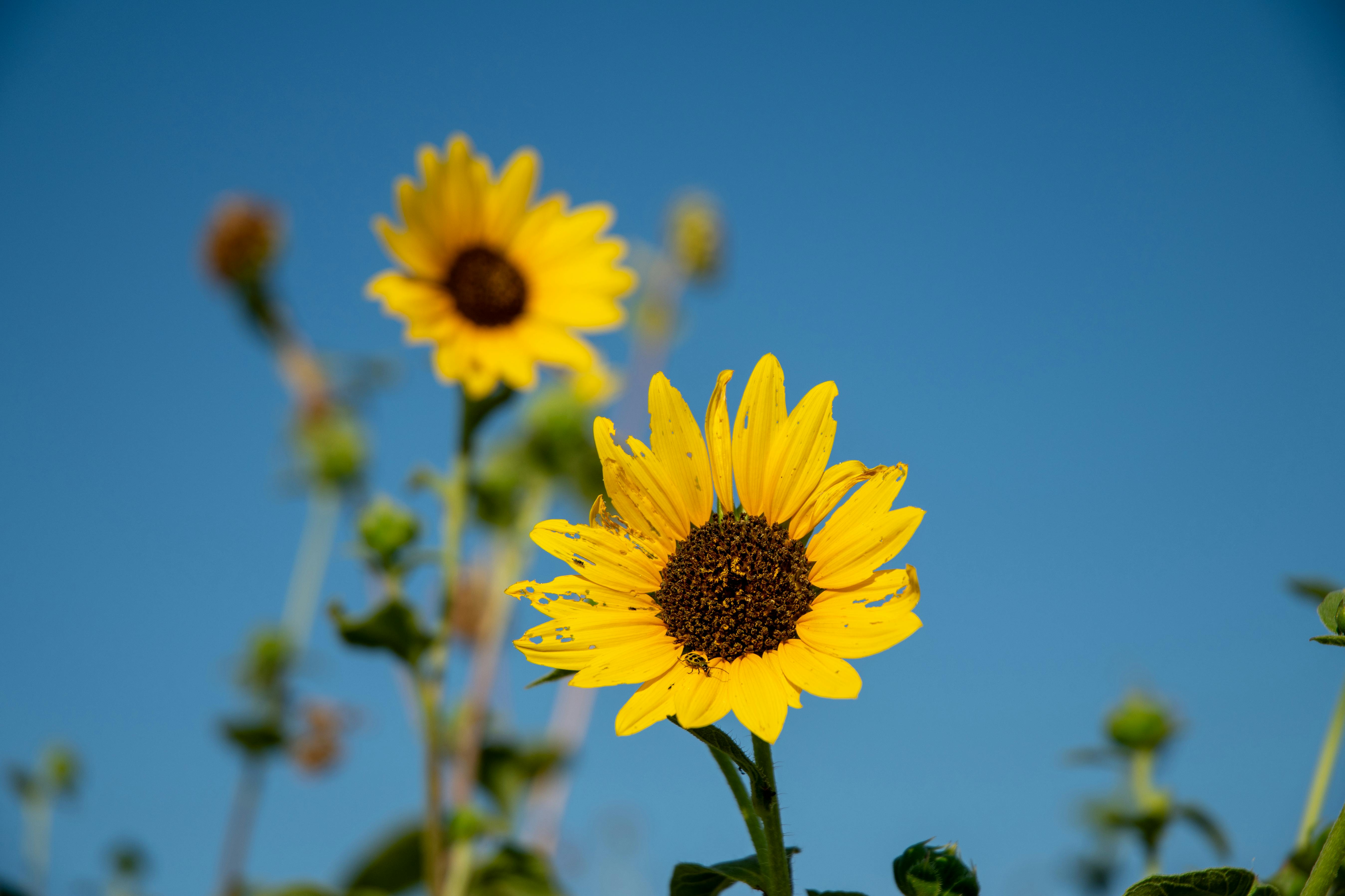 Foto de stock gratuita sobre agricultura, al aire libre, amarillo, américa del norte, belleza ...