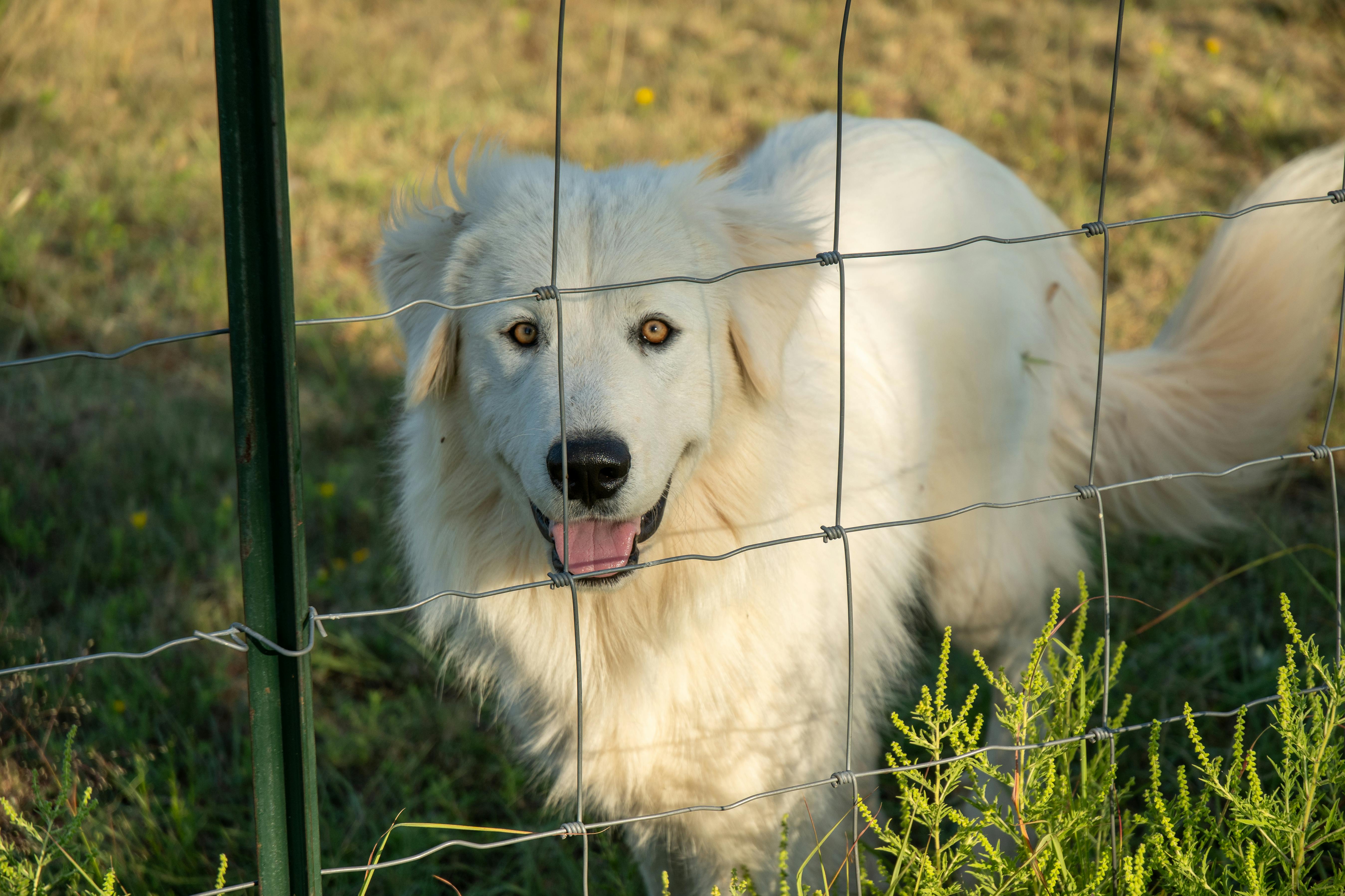 Great Pyrenees Dog Behind Fence in Oklahoma Farm · Free Stock Photo