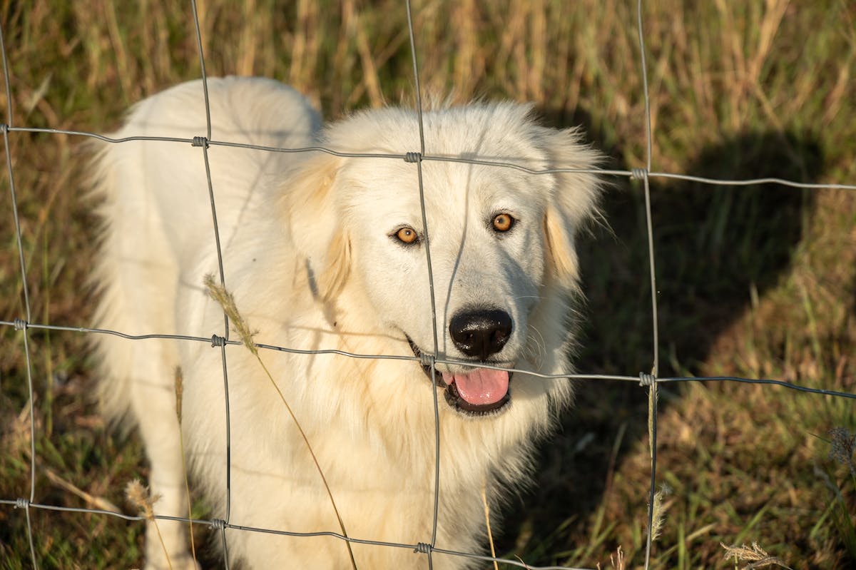 Great Pyrenees Dog Photos, Download The BEST Free Great Pyrenees Dog ...