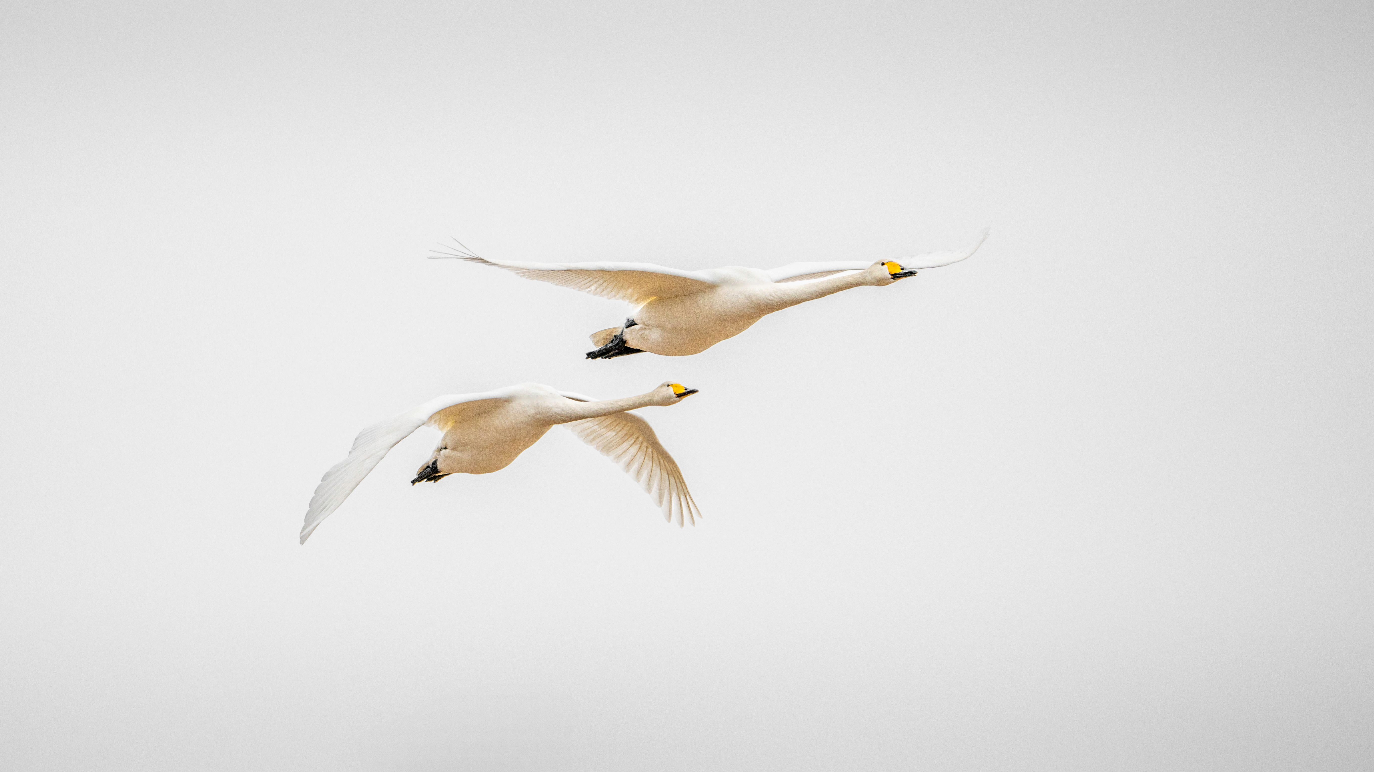 Graceful Flight of Two Swans in Sky · Free Stock Photo