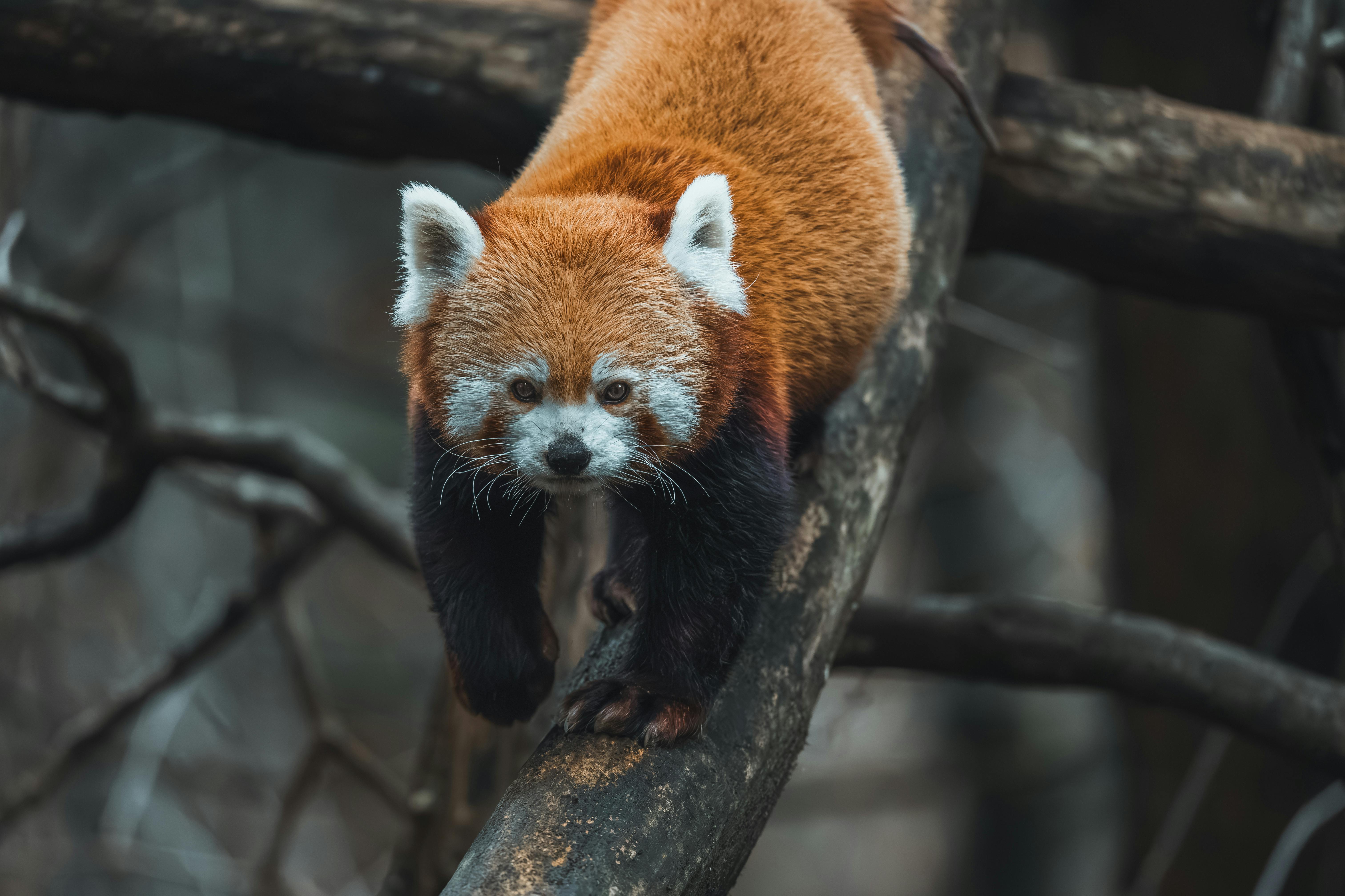 Gros Plan D'un Panda Roux Grimpant Sur Un Arbre · Photo gratuite