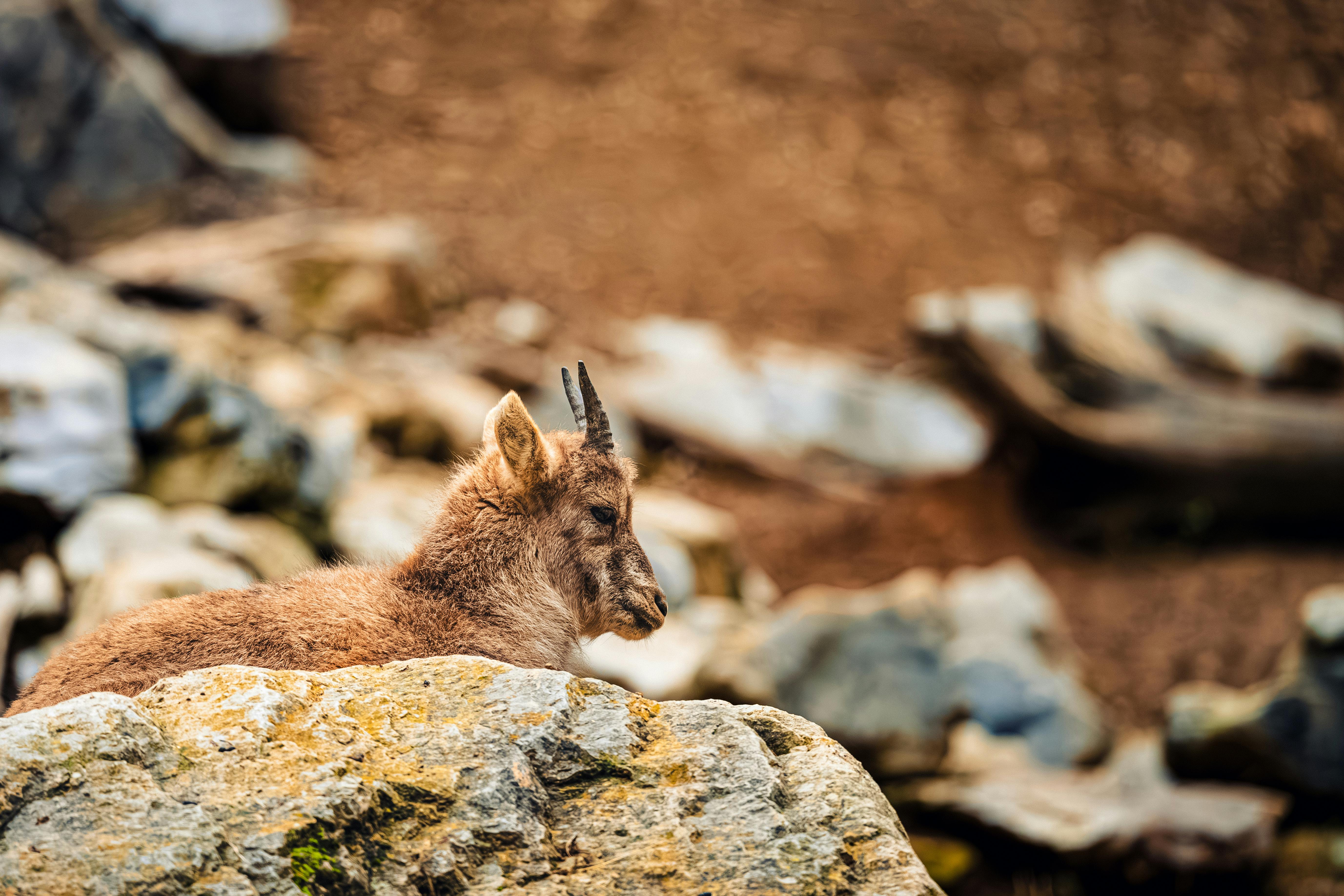 Young Alpine Ibex Resting on Rocky Terrain · Free Stock Photo
