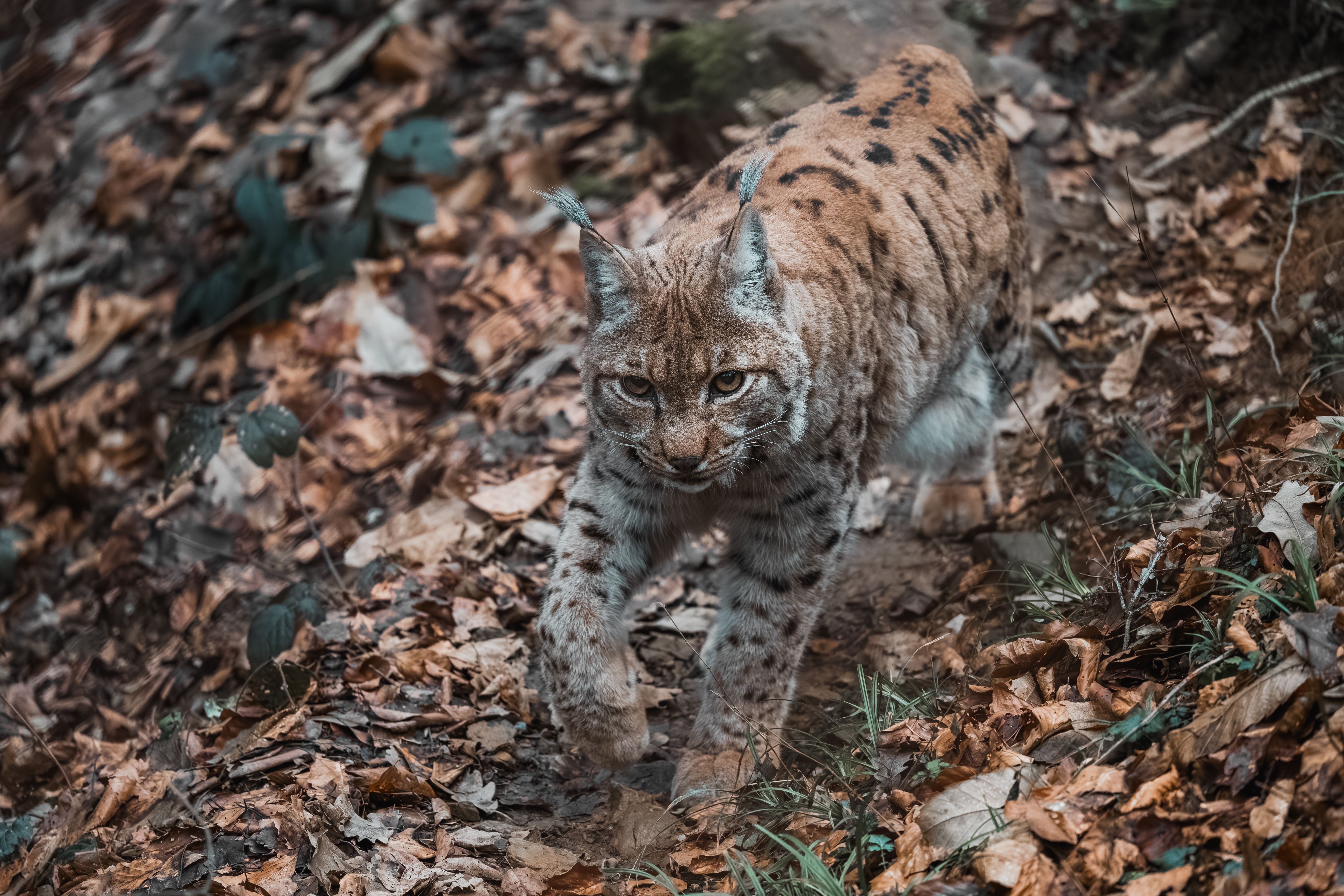 Eurasian Lynx in the Forest of Slovenia · Free Stock Photo