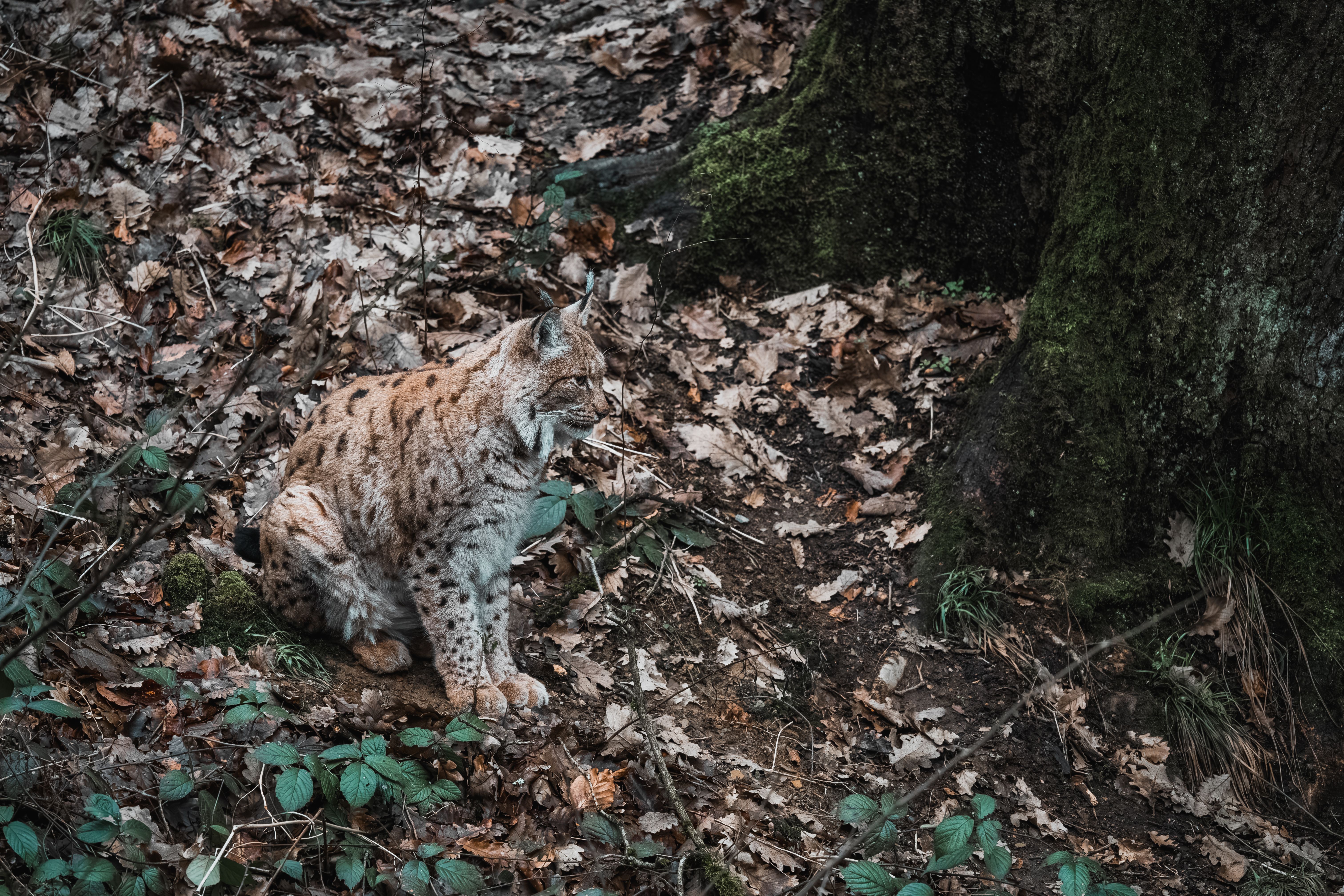 Eurasian Lynx in Natural Habitat Forest Setting · Free Stock Photo
