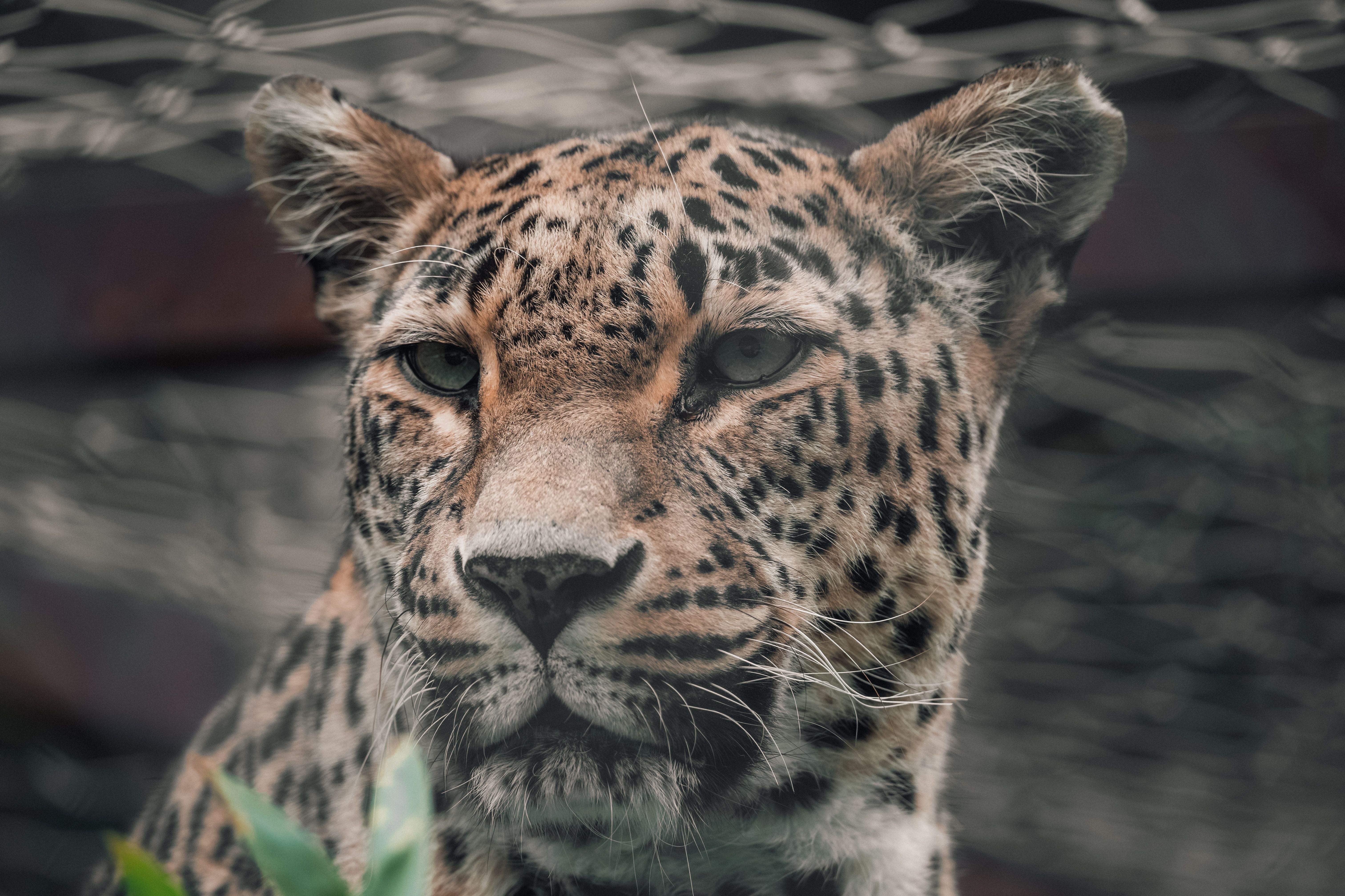 Close-Up Portrait of a Majestic Leopard in Slovenia · Free Stock Photo