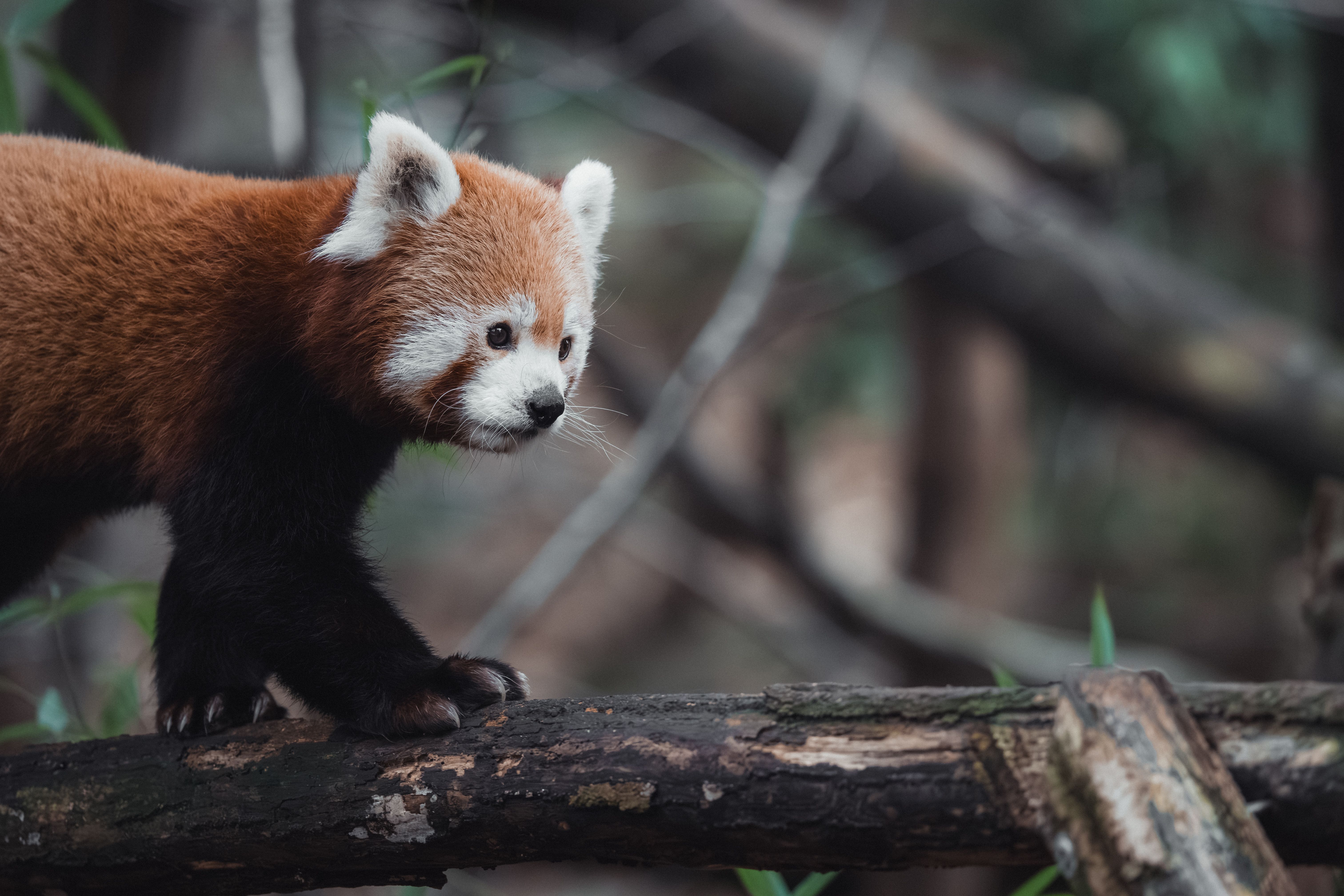 Red Panda in Natural Habitat - Slovenia · Free Stock Photo