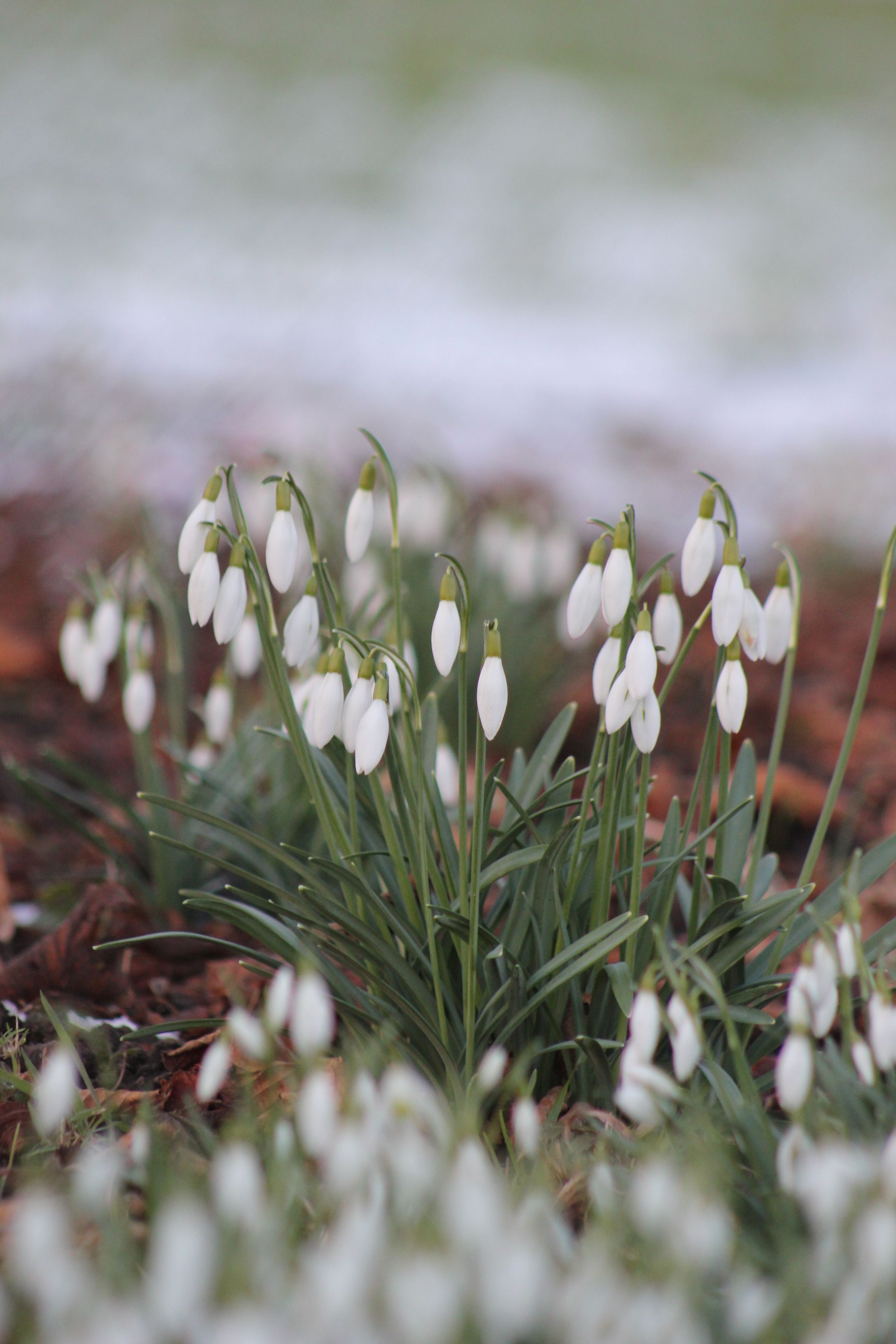 White Snowdrops Blooming in Early Spring Garden · Free Stock Photo