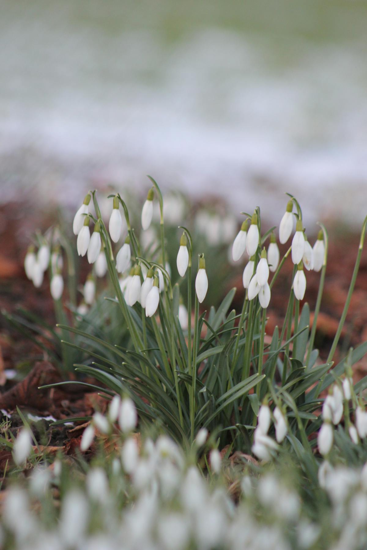Snowdrop Photos, Download The BEST Free Snowdrop Stock Photos & HD Images