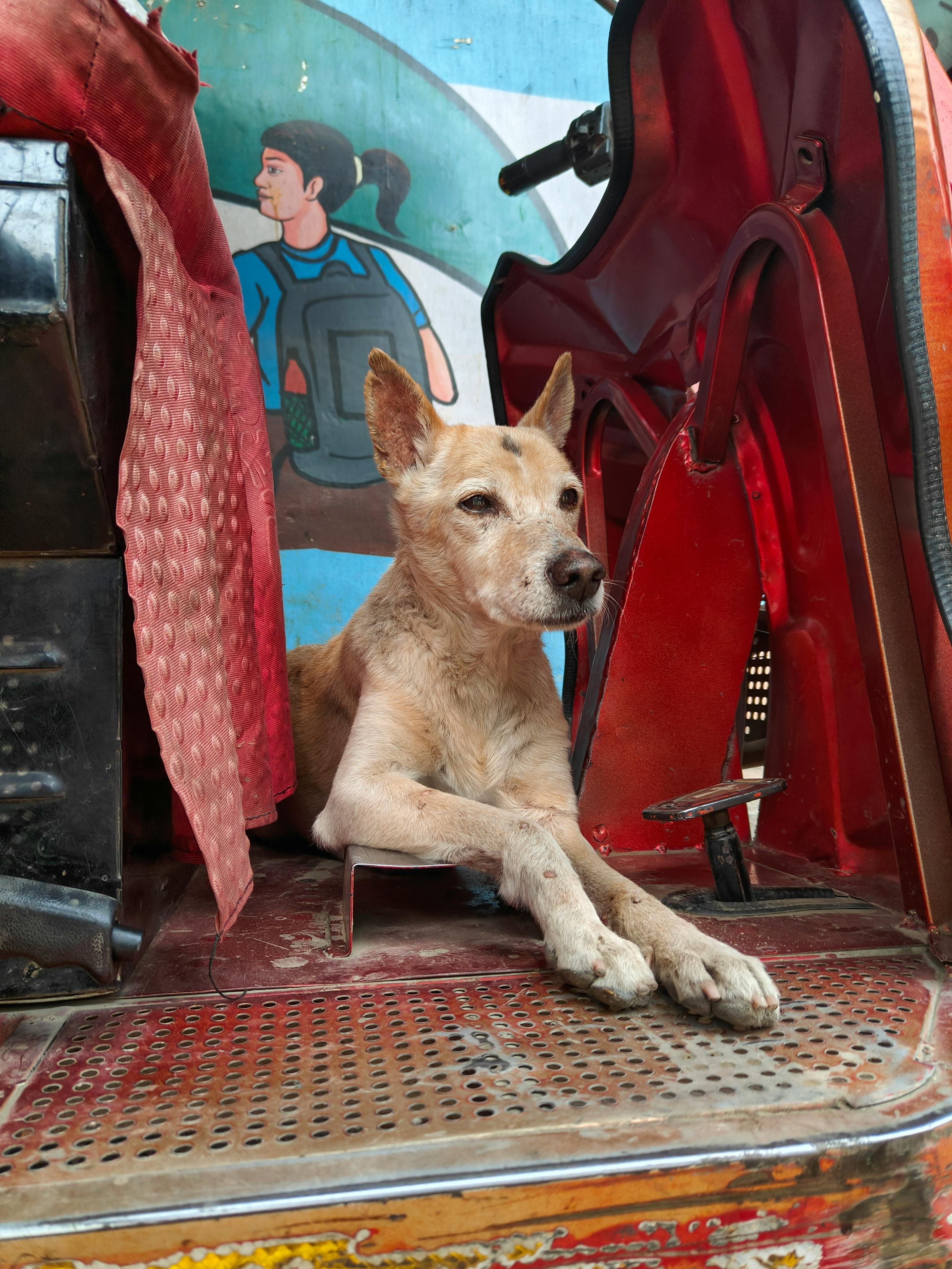 Relaxed Dog in a Rickshaw Setting · Free Stock Photo