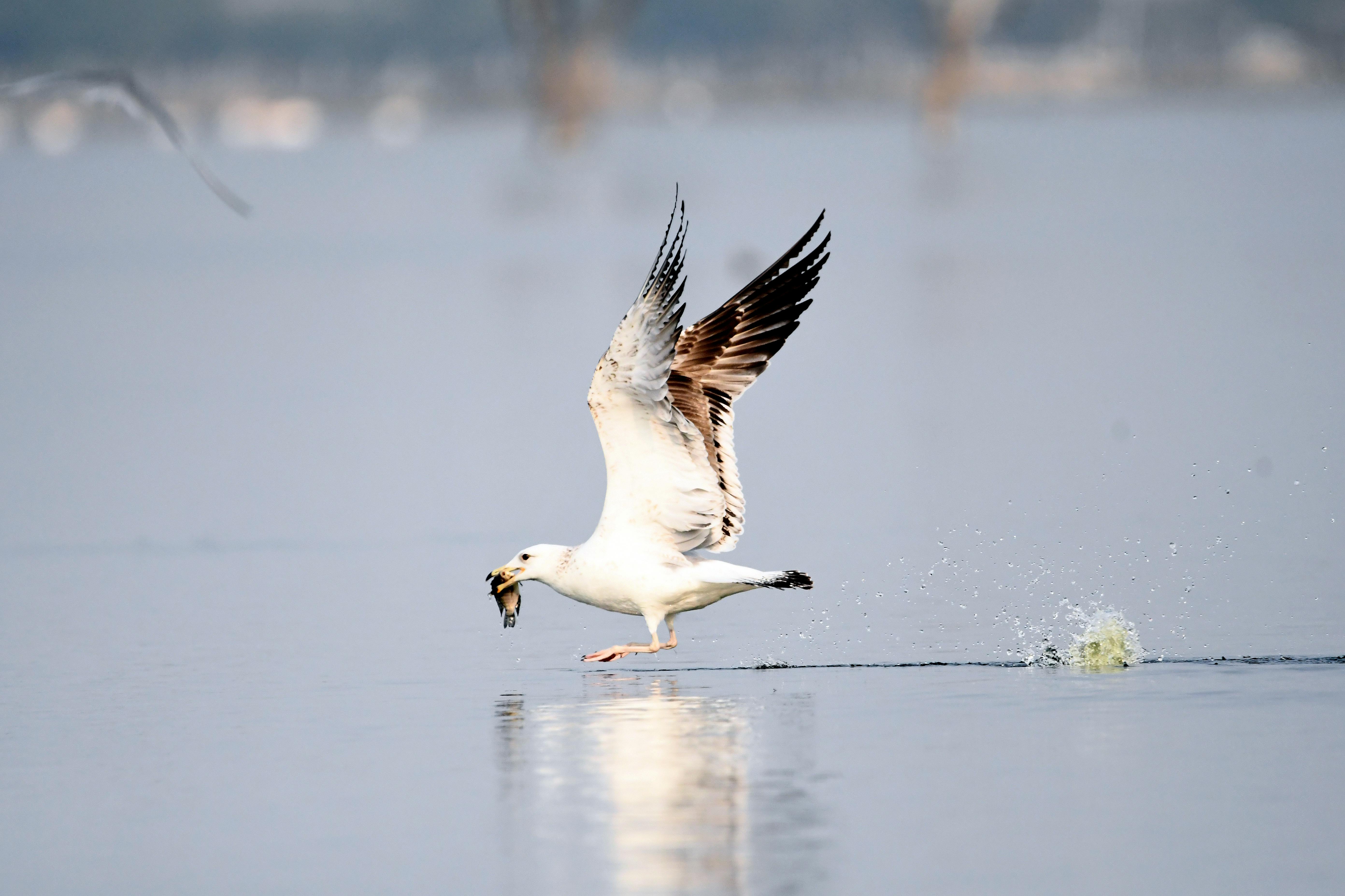 Seagull Catching Fish in Flight Over Water · Free Stock Photo