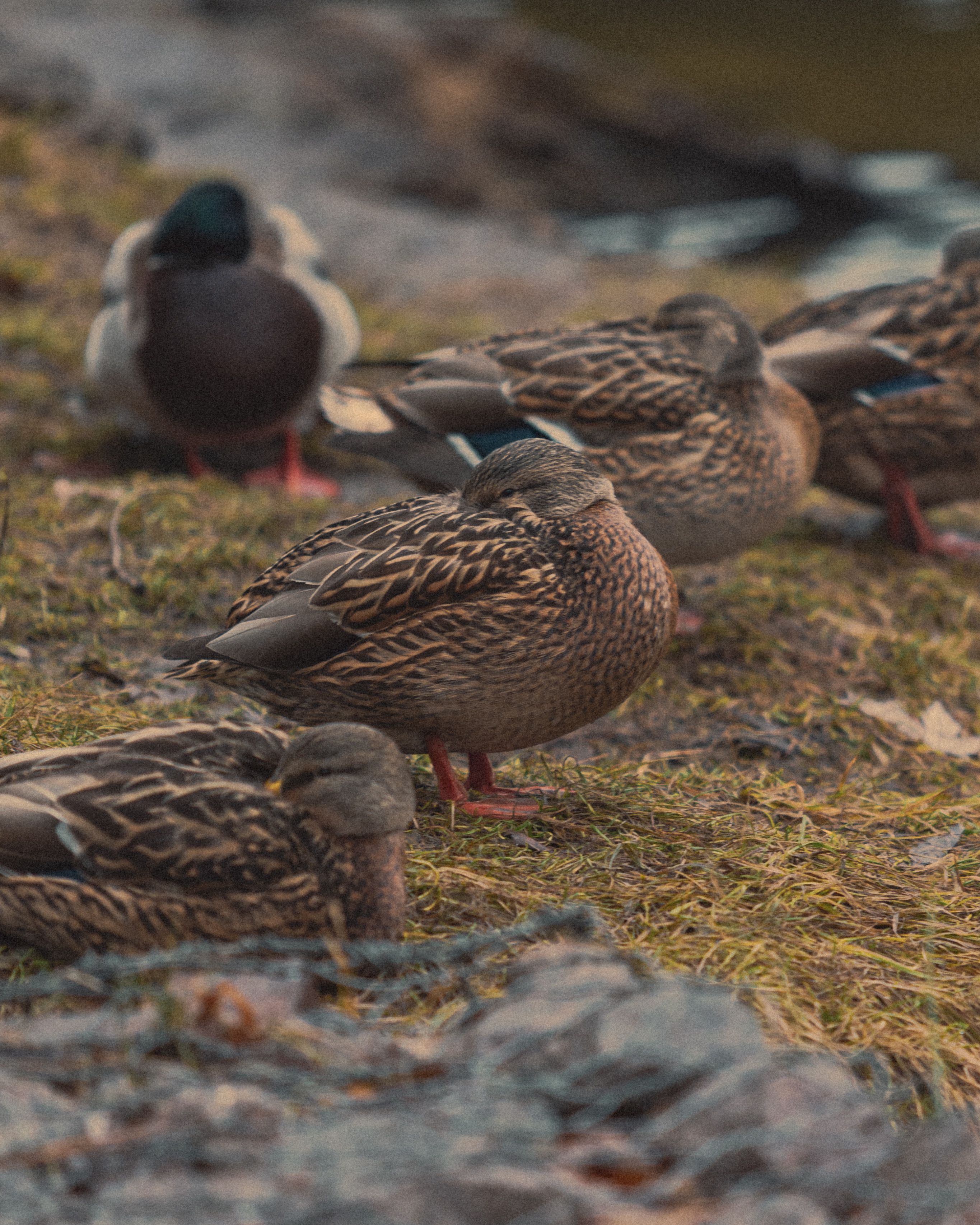 Wild Mallard Ducks Resting by a Pond · Free Stock Photo