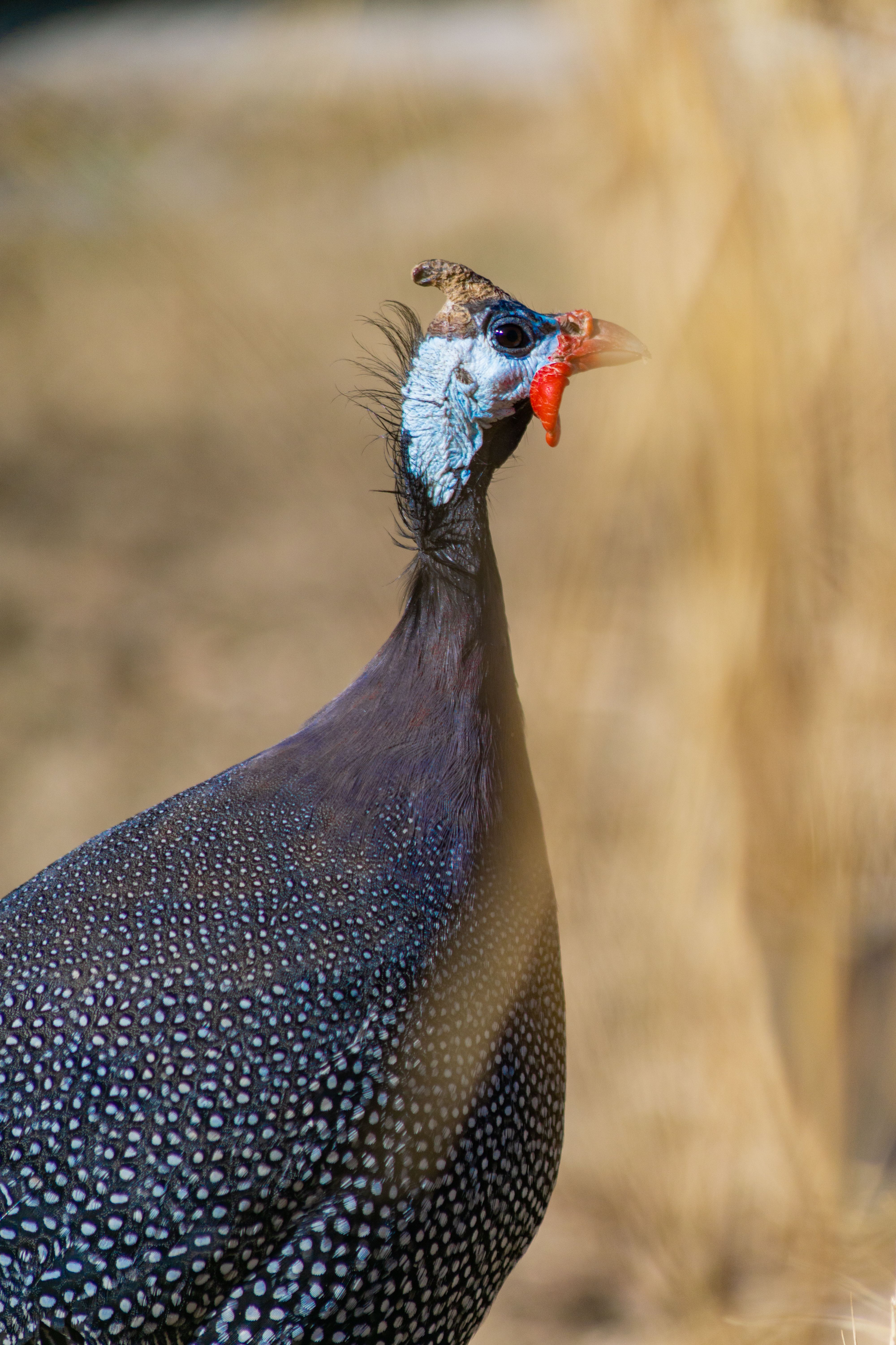 Campo Fowl Photos, Download The BEST Free Campo Fowl Stock Photos & HD ...