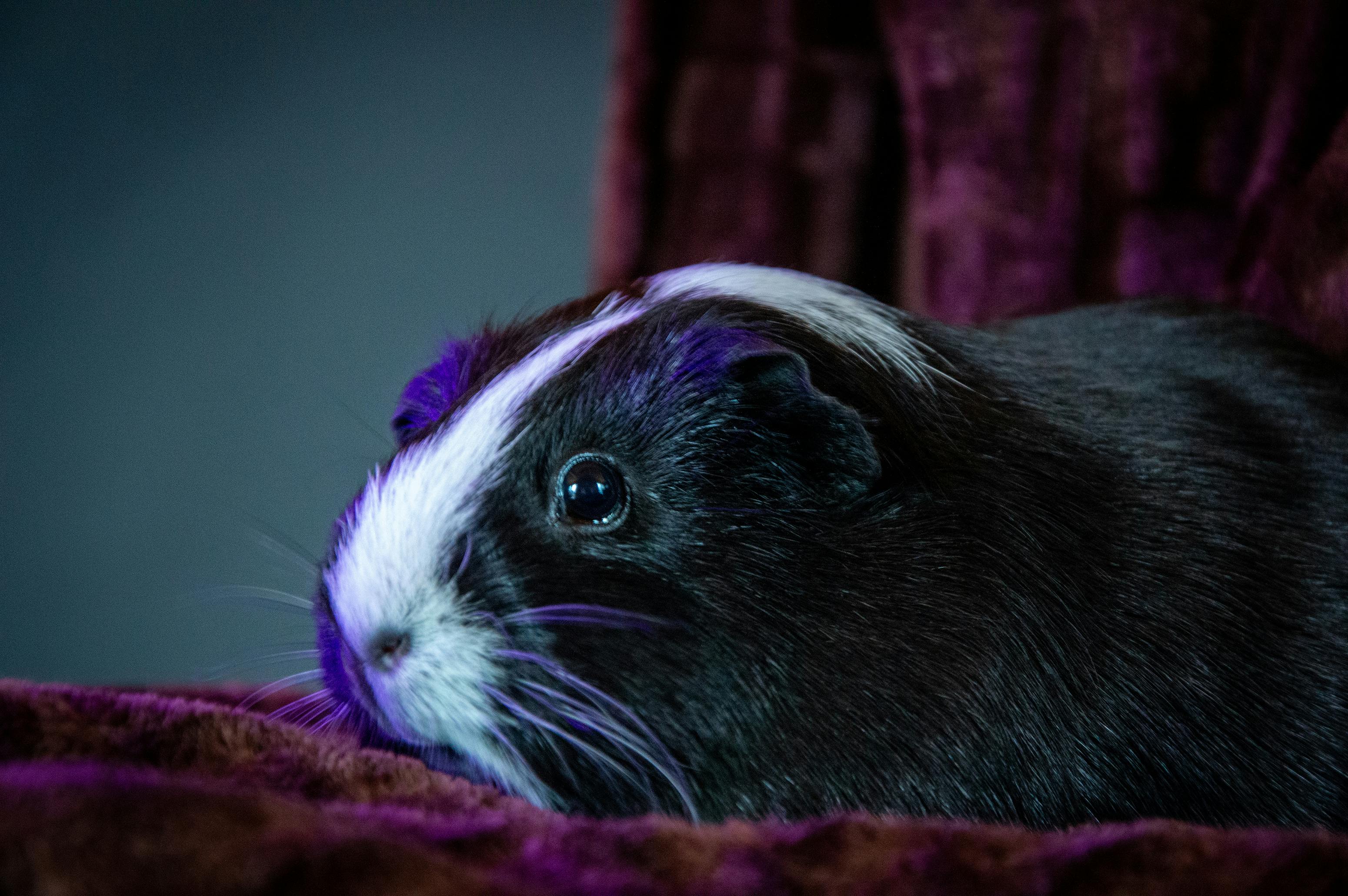 Close-up of a Guinea Pig in Low Light Setting · Free Stock Photo