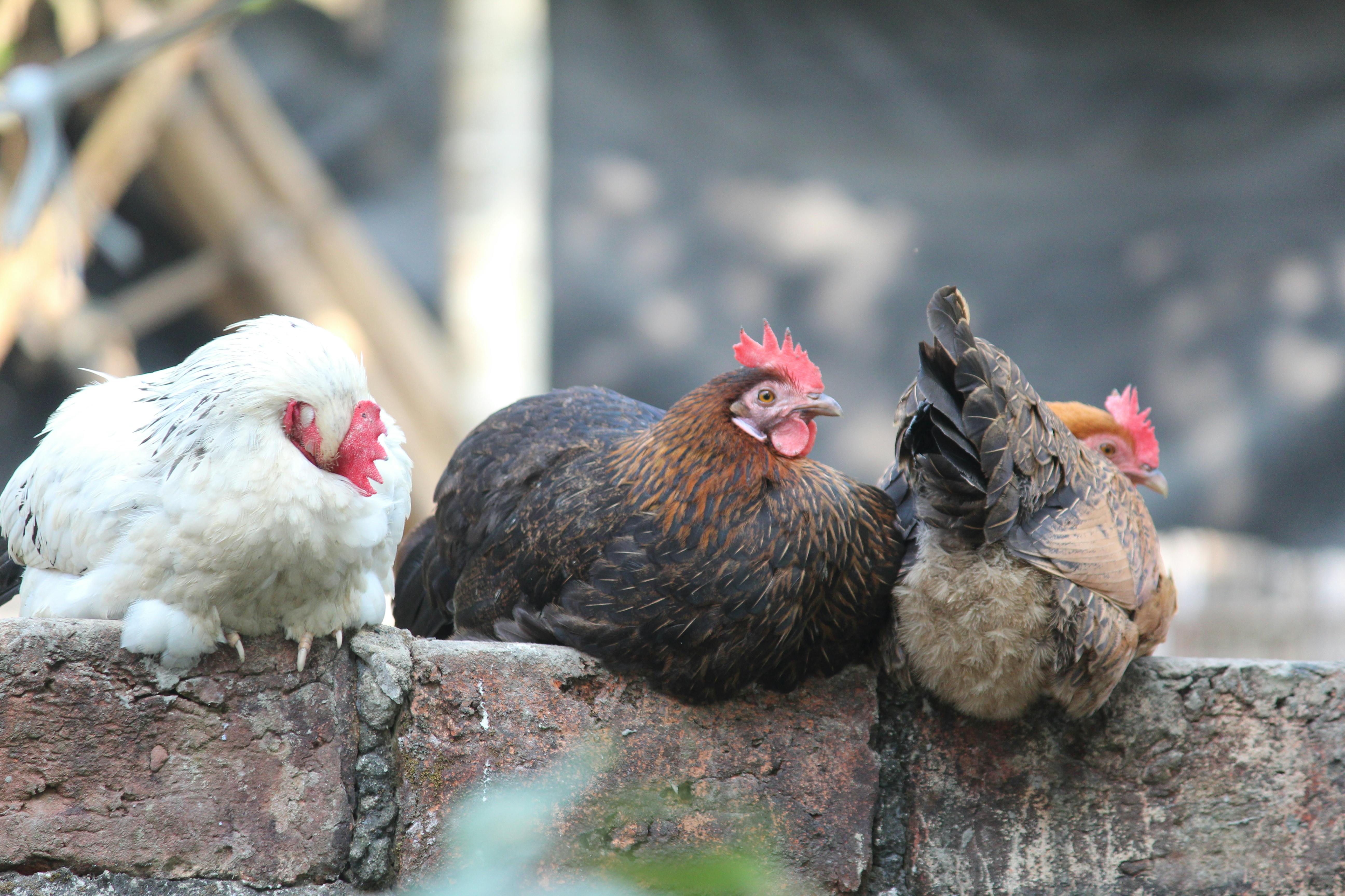 Chickens Resting on Stone Wall in Sunlight · Free Stock Photo