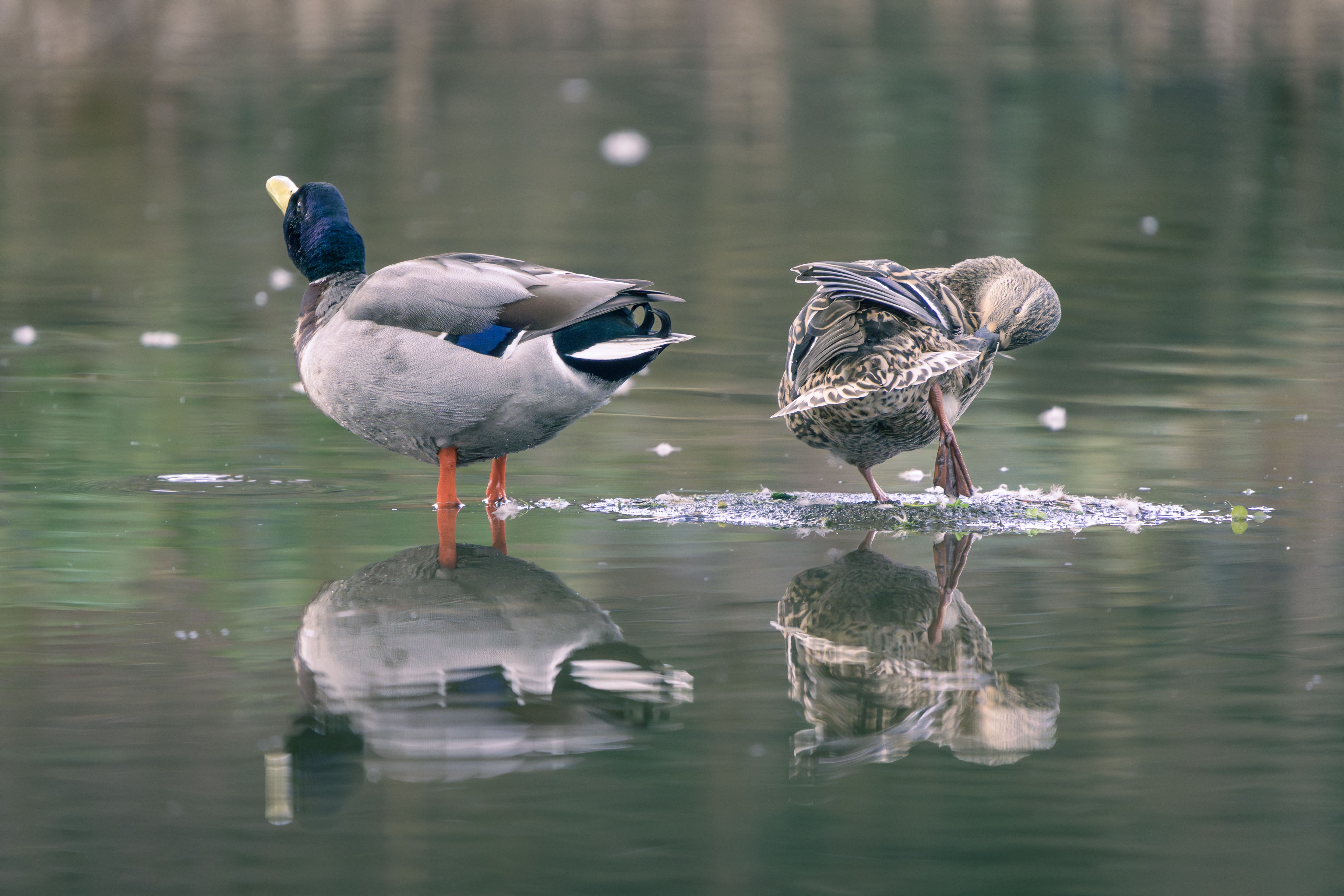 Two Mallard Ducks on Tranquil Water Surface · Free Stock Photo