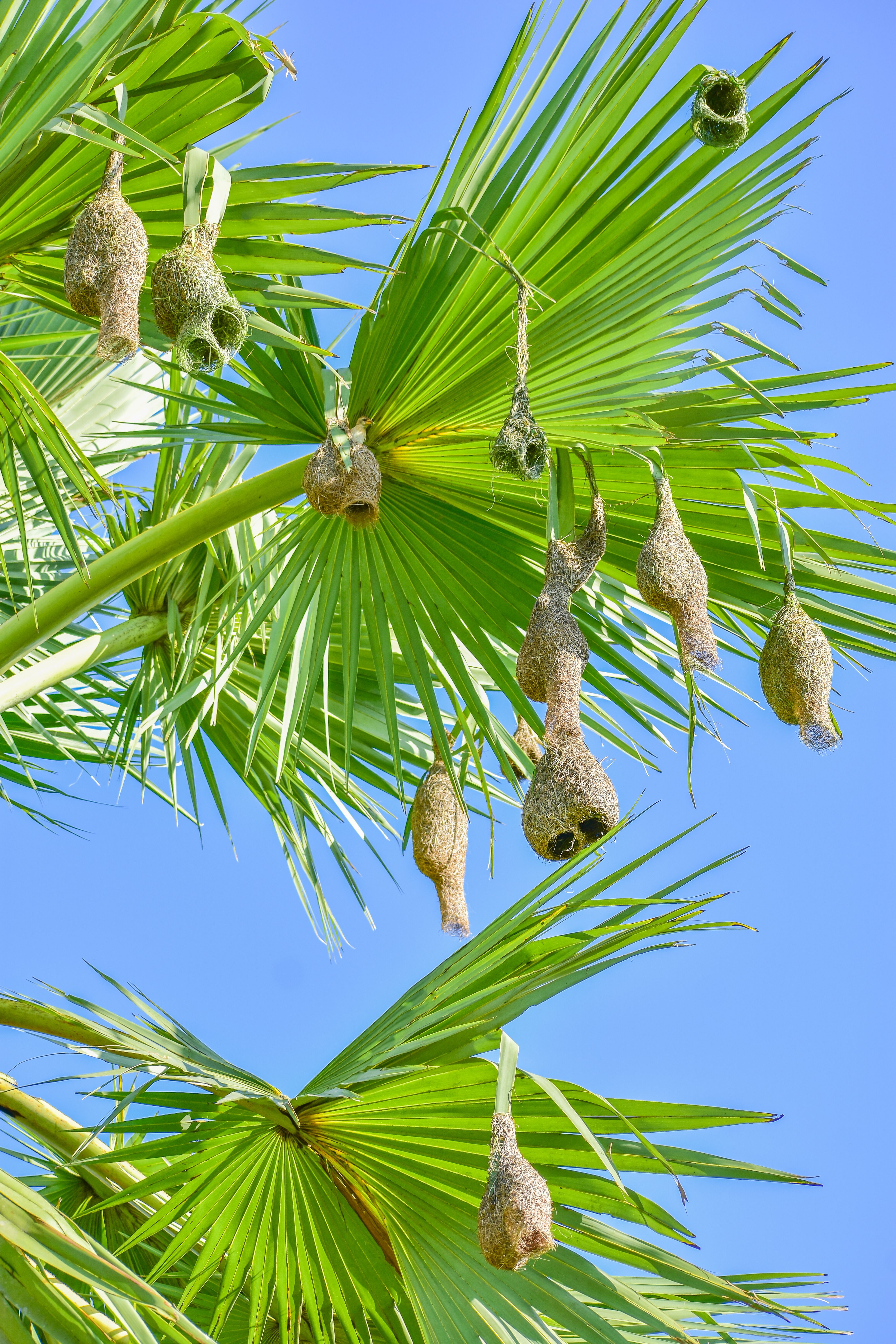 Palm Tree with Weaver Bird Nests in Blue Sky · Free Stock Photo