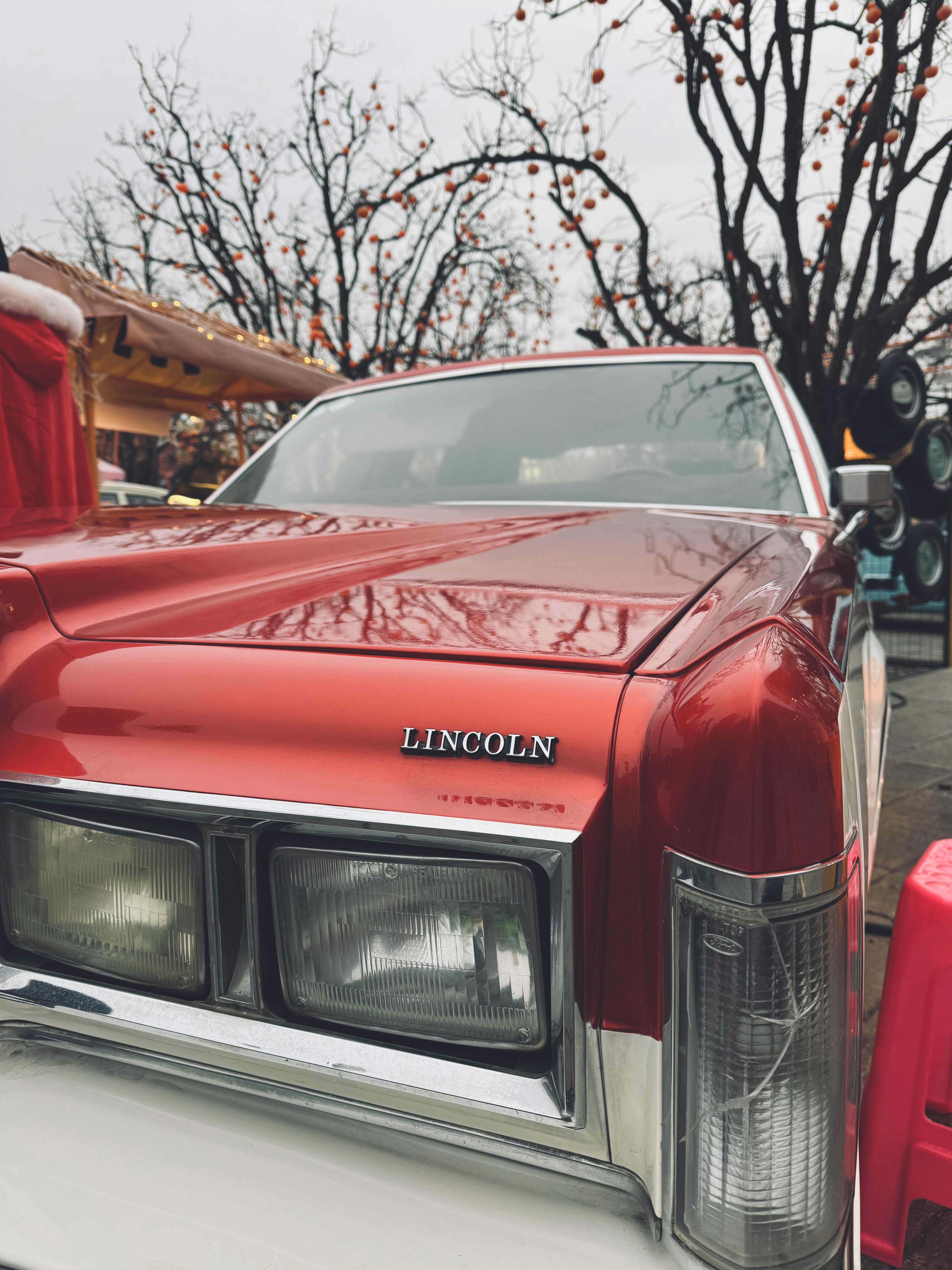 Persimmon Trees Photos, Download The BEST Free Persimmon Trees Stock ...