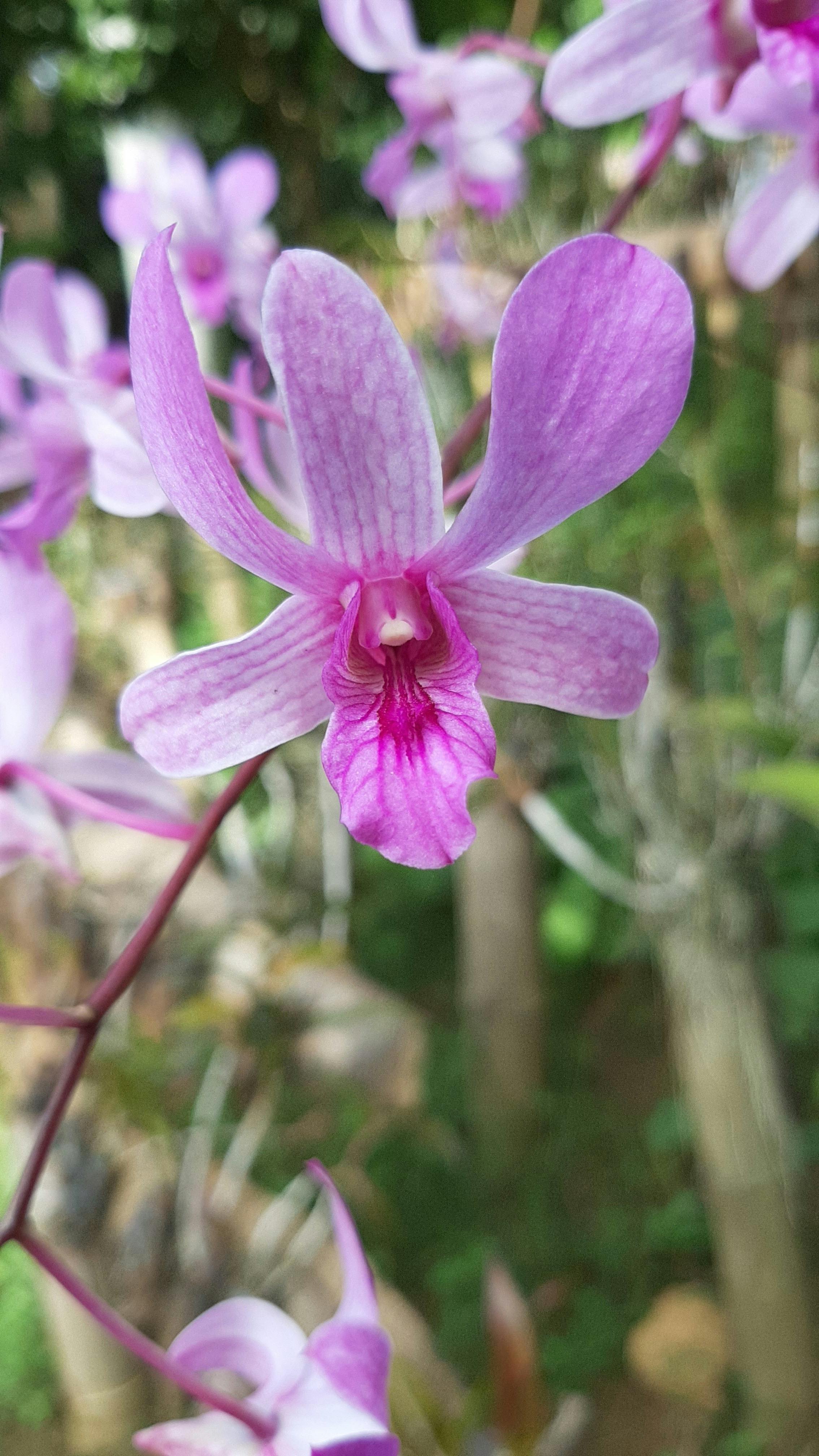 Orchids 11 Photos & Videos Collected by Rhodelyn Barnizo