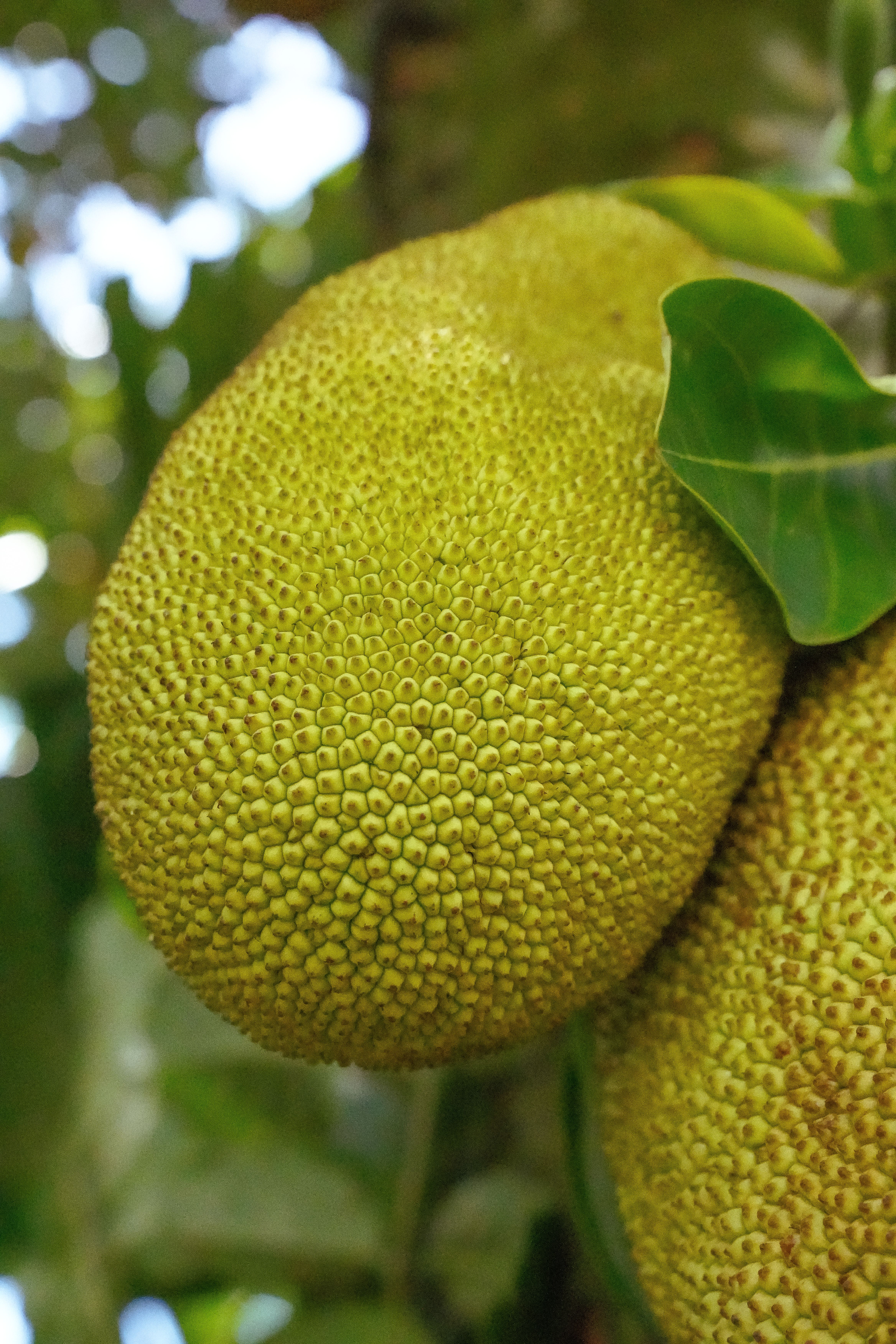 Jackfruit Photos, Download The BEST Free Jackfruit Stock Photos & HD Images