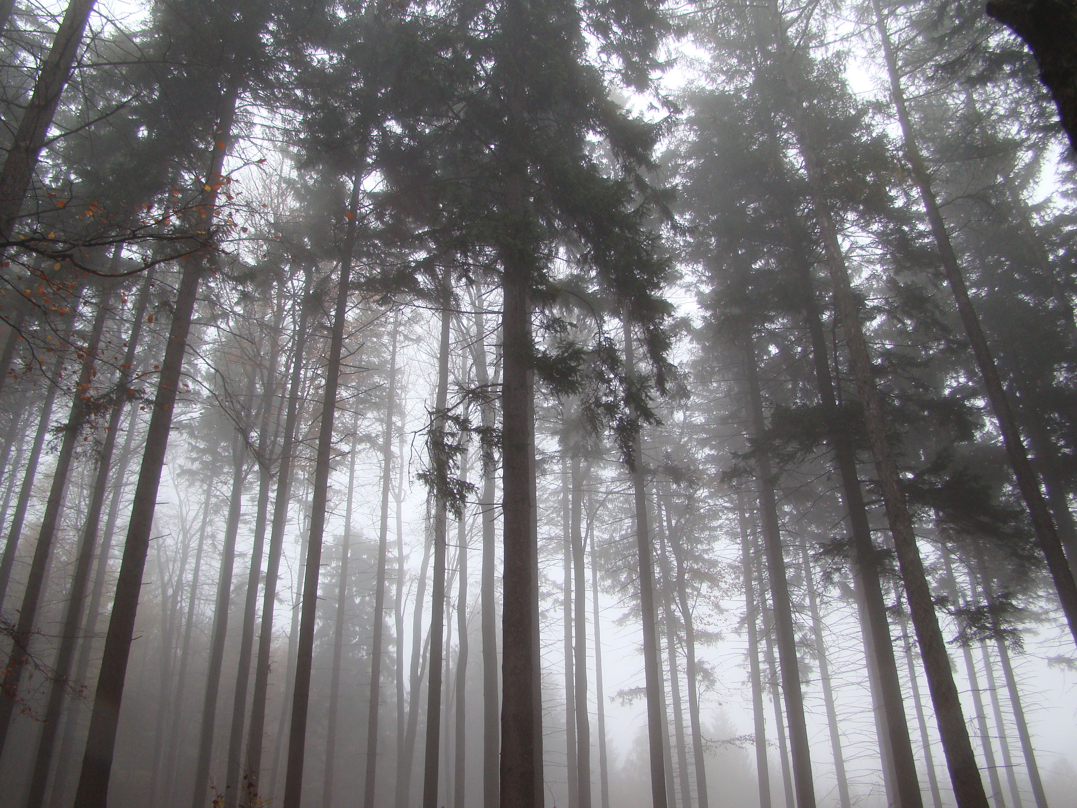 Eerie Foggy Forest with Tall Pine Trees · Free Stock Photo