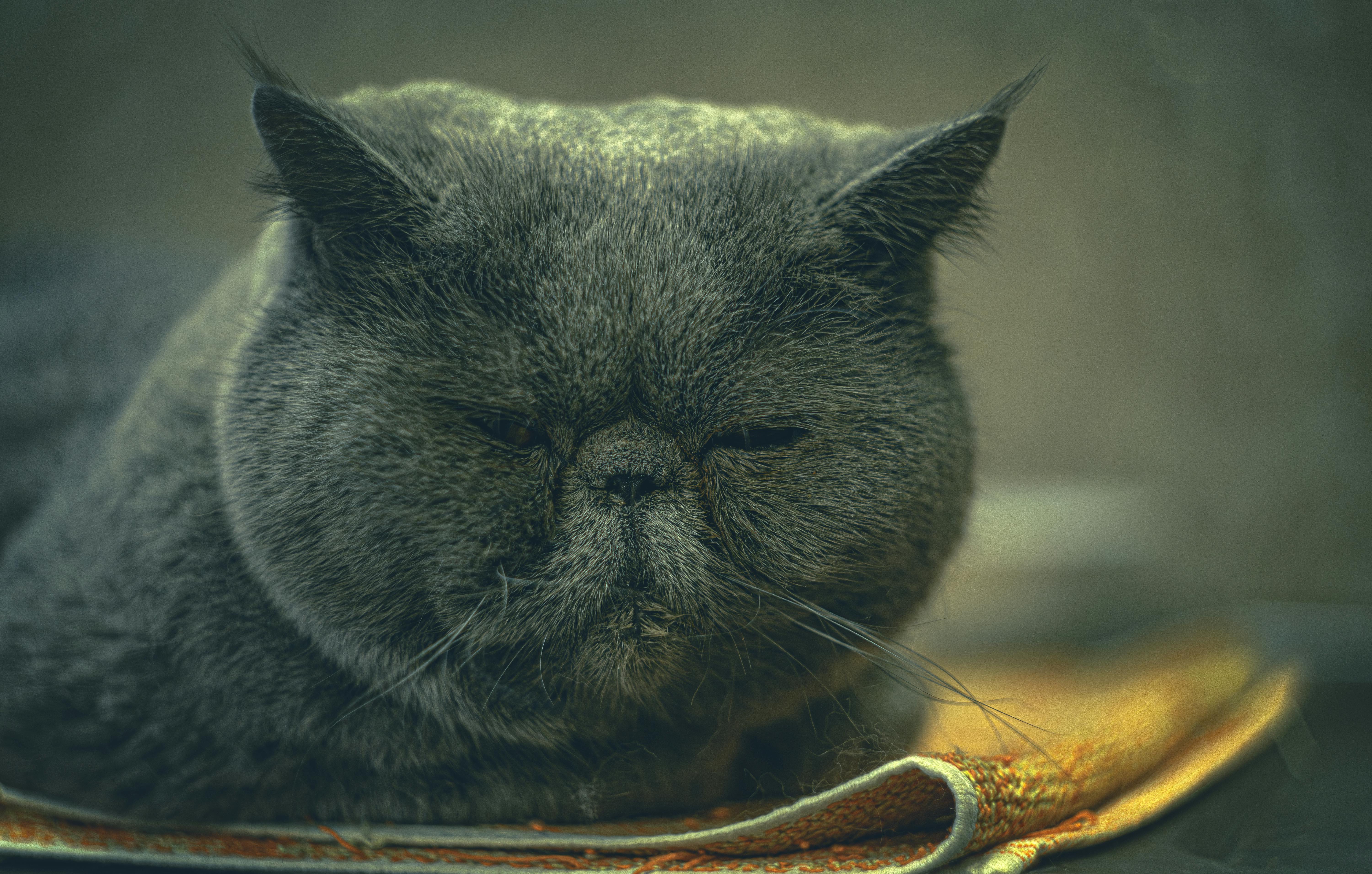 Chubby+Bebida Photos, Download The BEST Free Chubby+Bebida Stock Photos ...