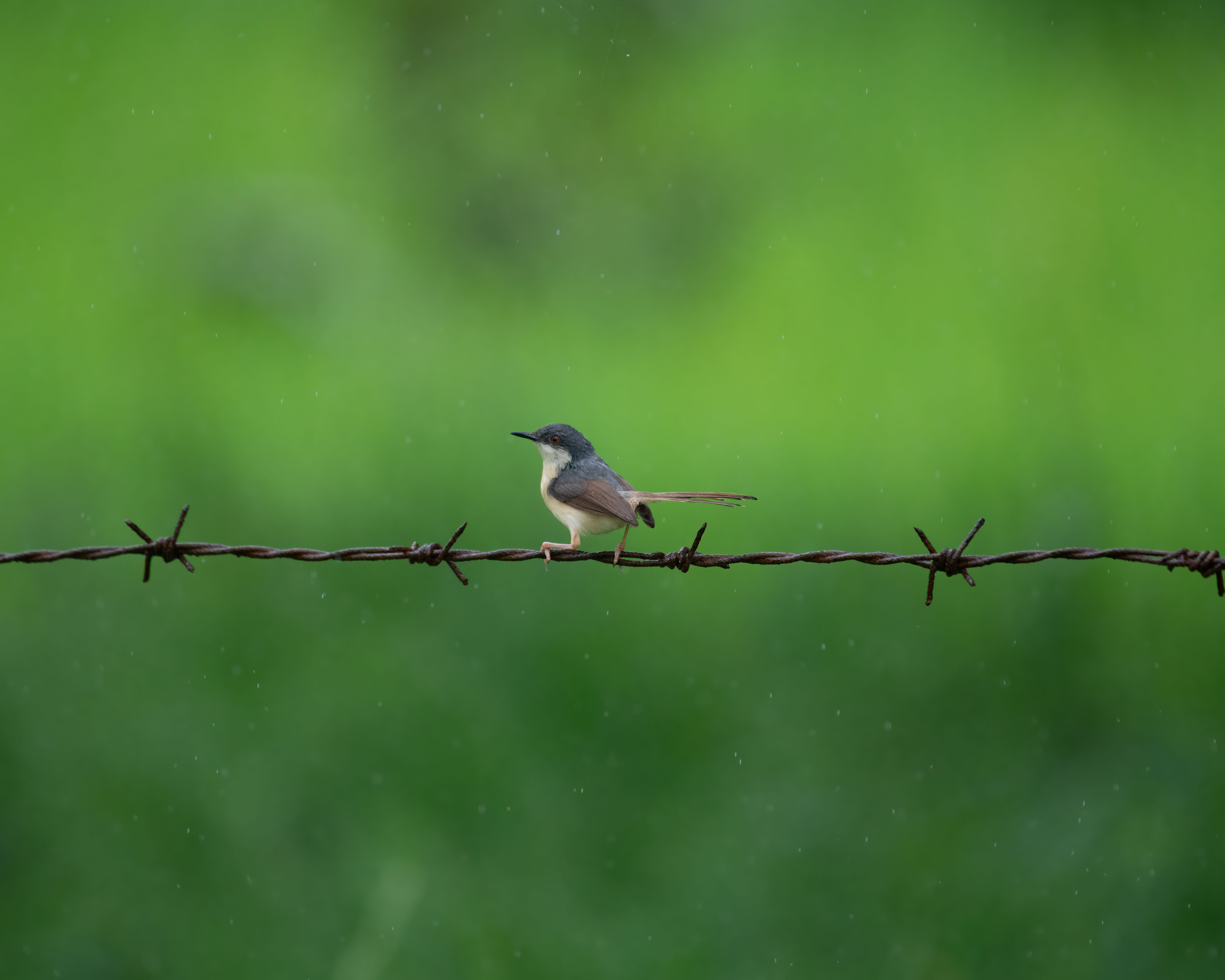Small Bird on Barbed Wire with Green Background · Free Stock Photo