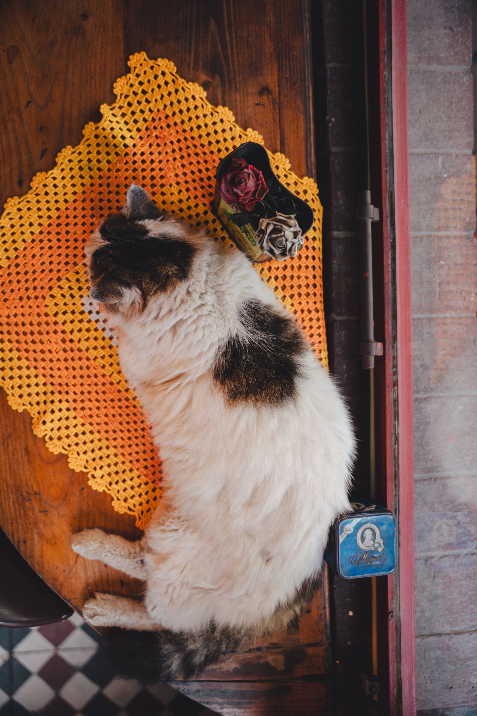 Cat On Mat Photos, Download The BEST Free Cat On Mat Stock Photos & HD ...