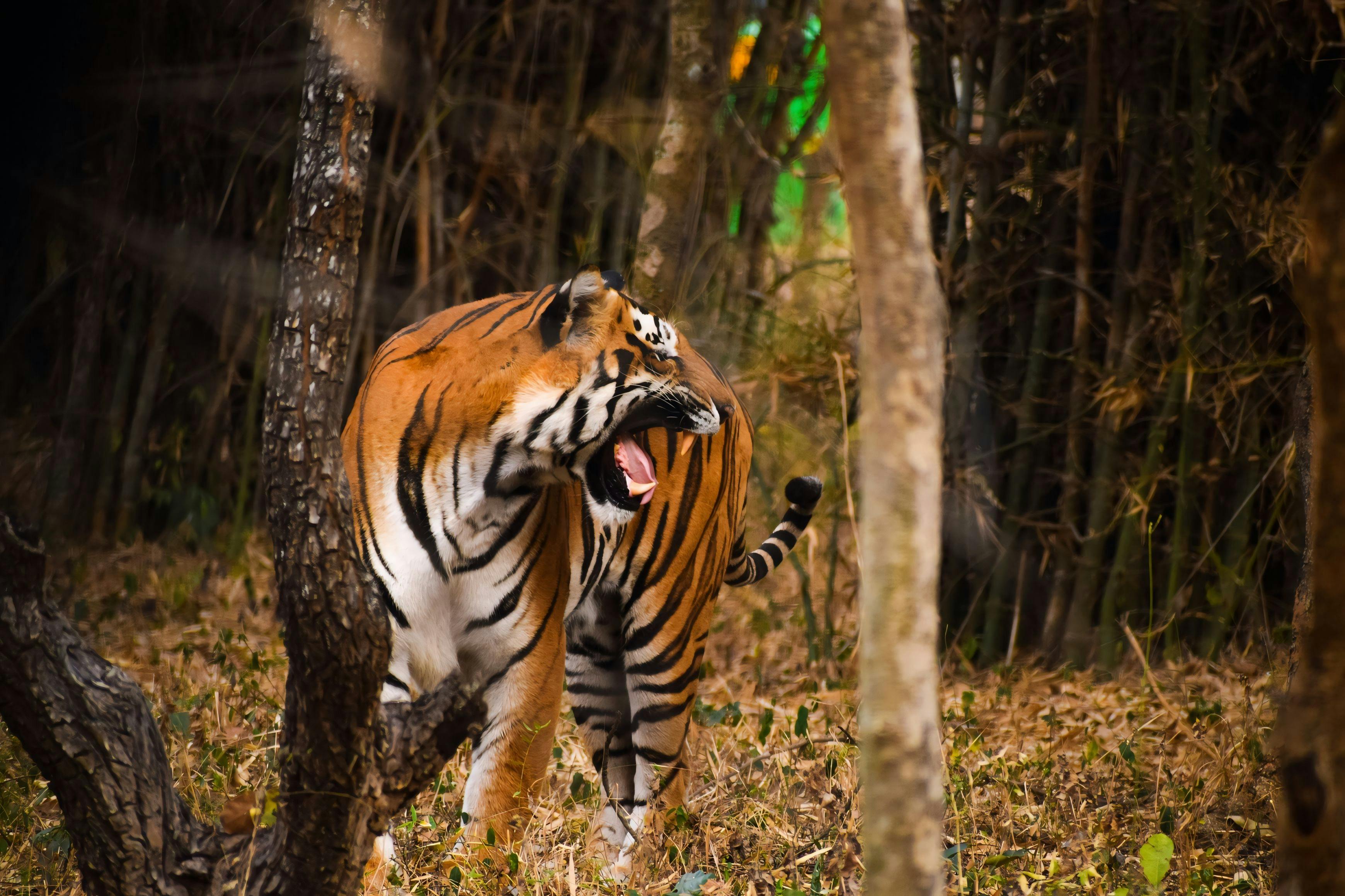 Tiger Observation Photos, Download The BEST Free Tiger Observation ...