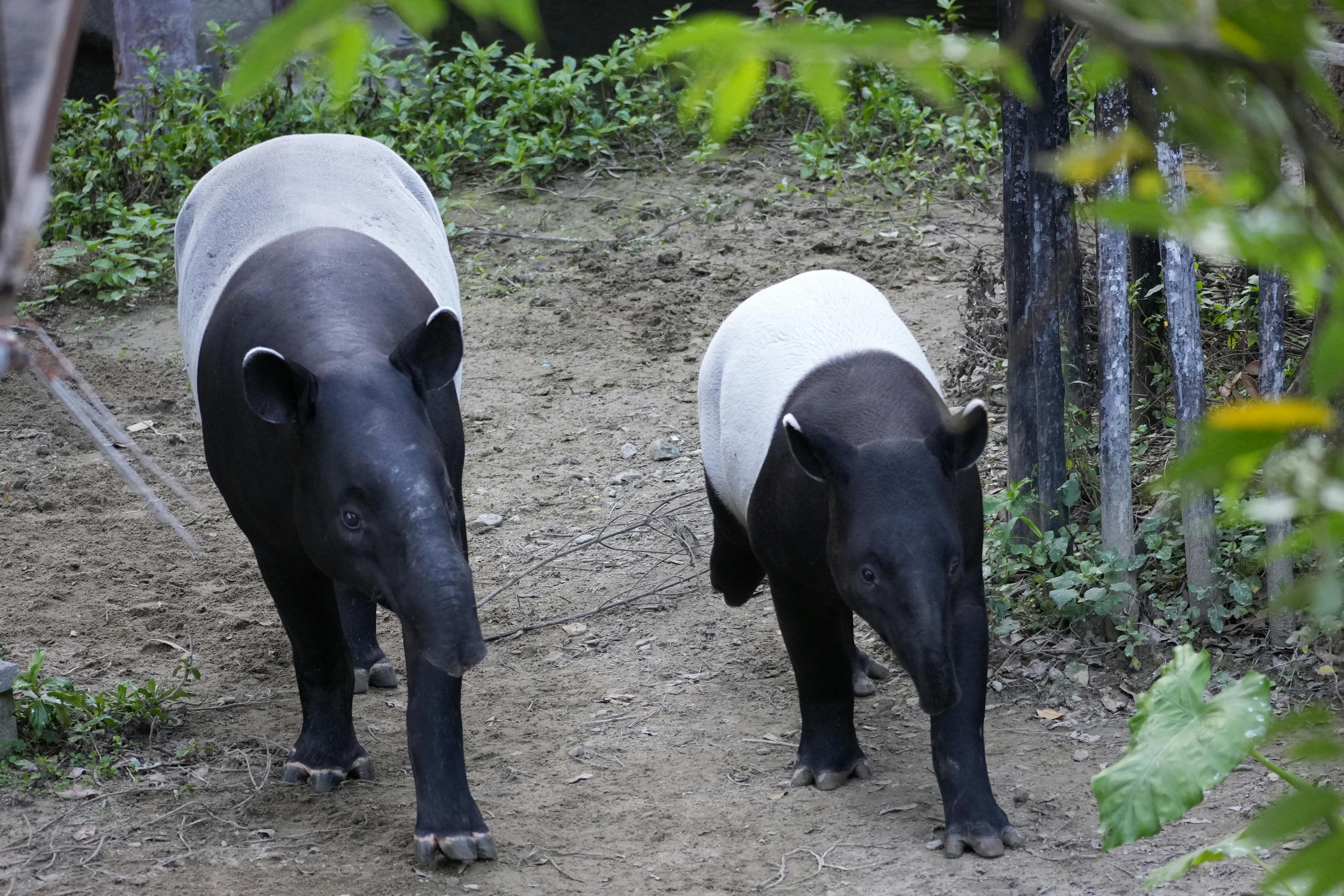 Malayan Tapir Pair Walking in Natural Habitat · Free Stock Photo