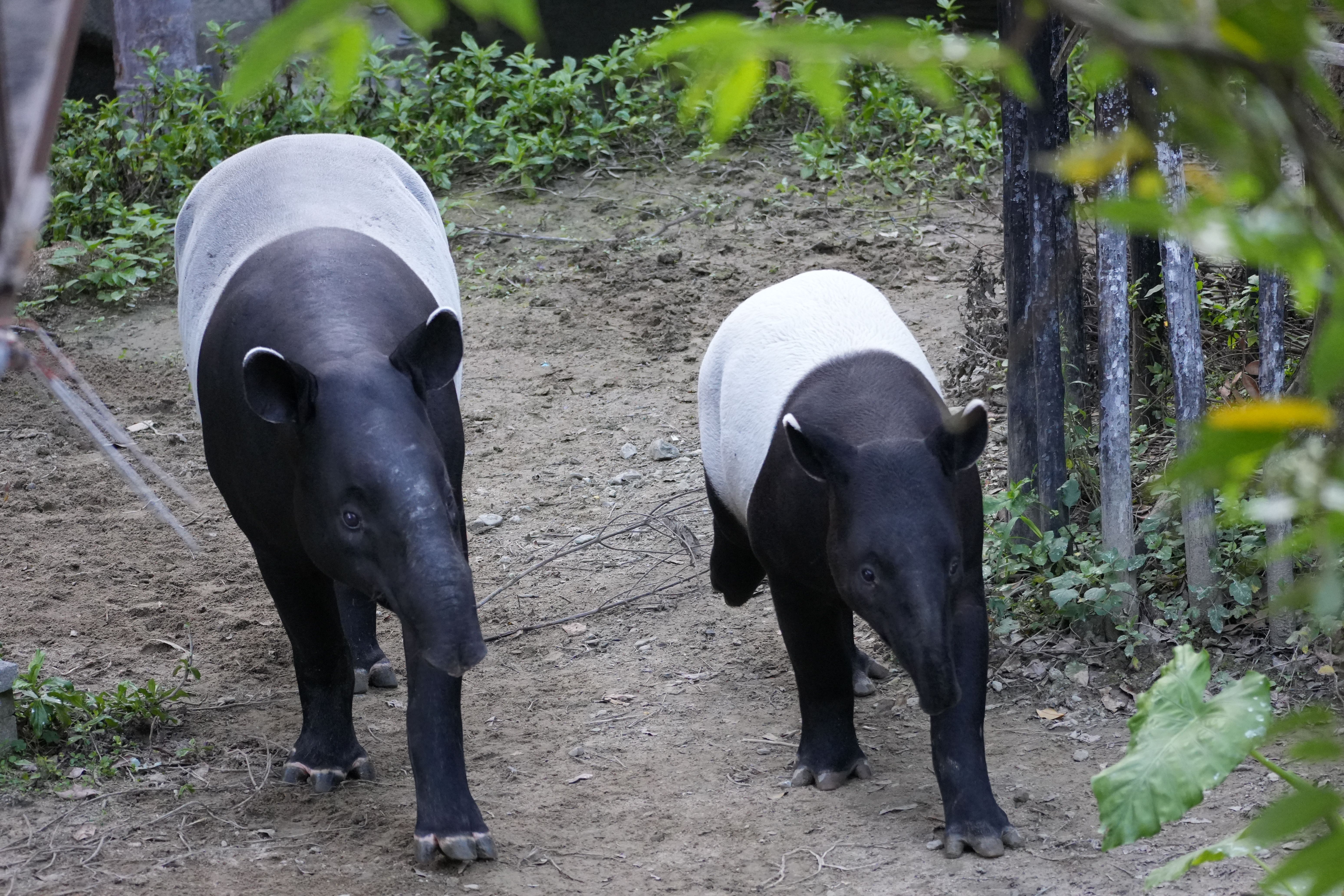 Pareja De Tapires Malayos Caminando En Su Hábitat Natural · Foto de ...