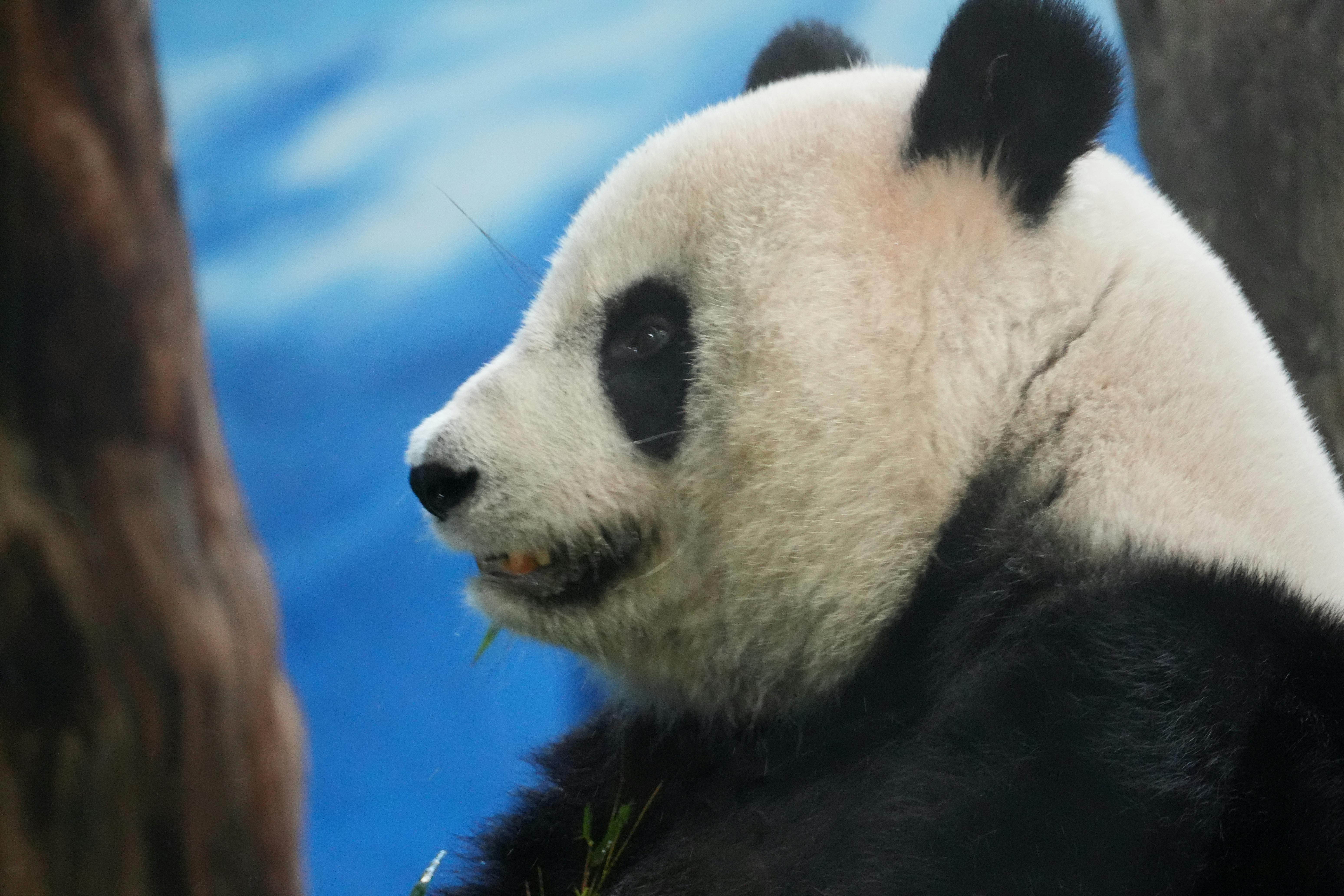 Close-up Portrait of a Giant Panda Outdoors · Free Stock Photo
