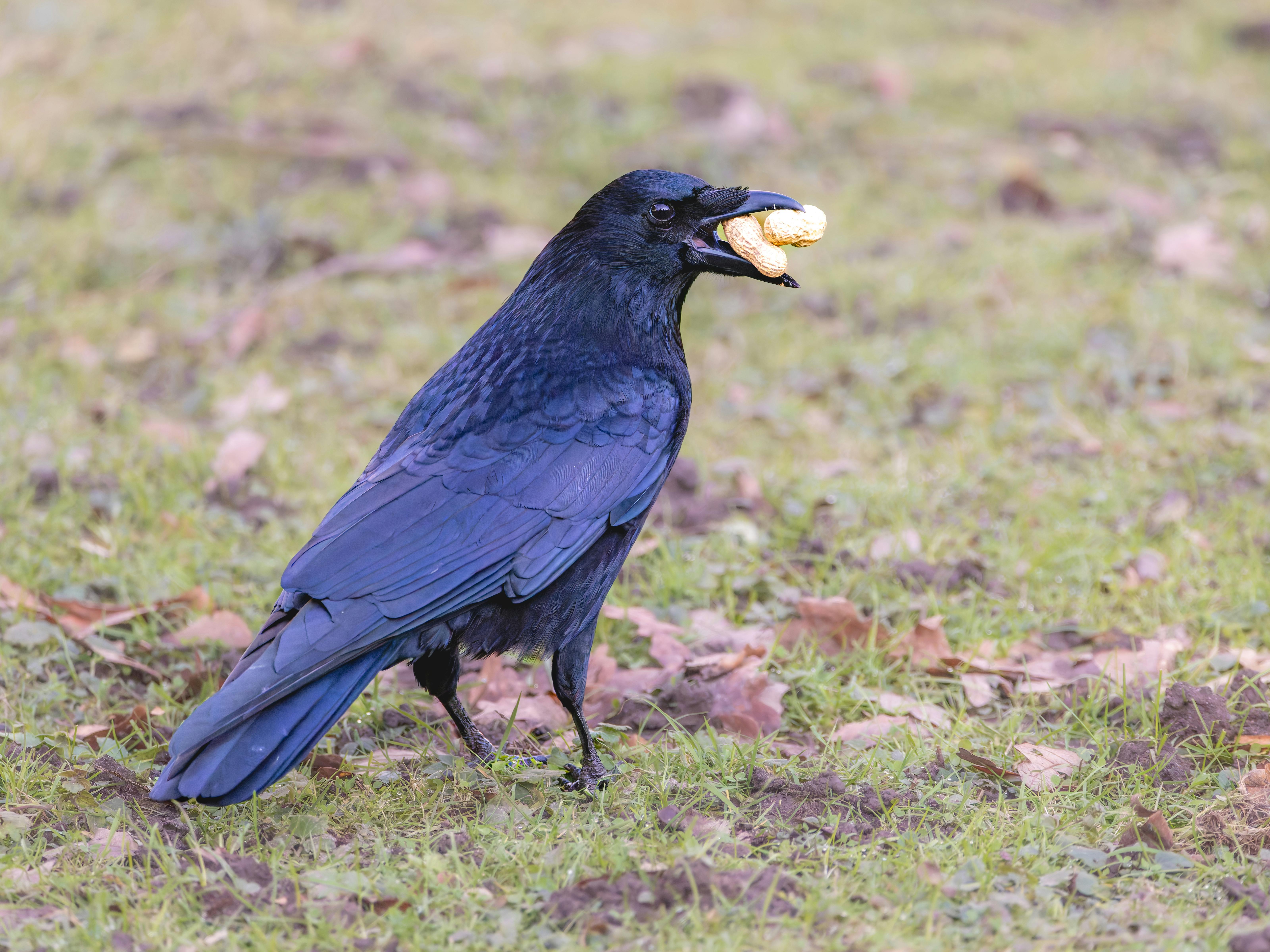 Carrion Crow Feeding on Peanuts in a Park · Free Stock Photo