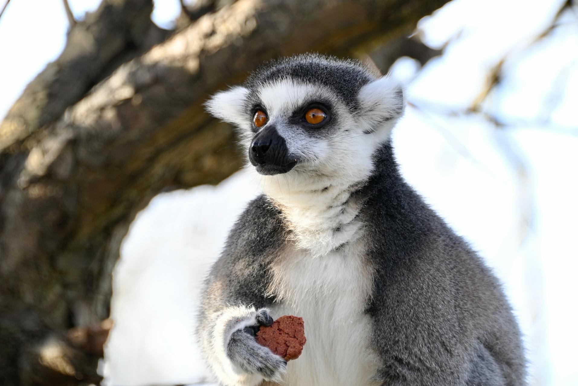 Common Ringtail Possum: Behavior, Life Cycle, and Habits