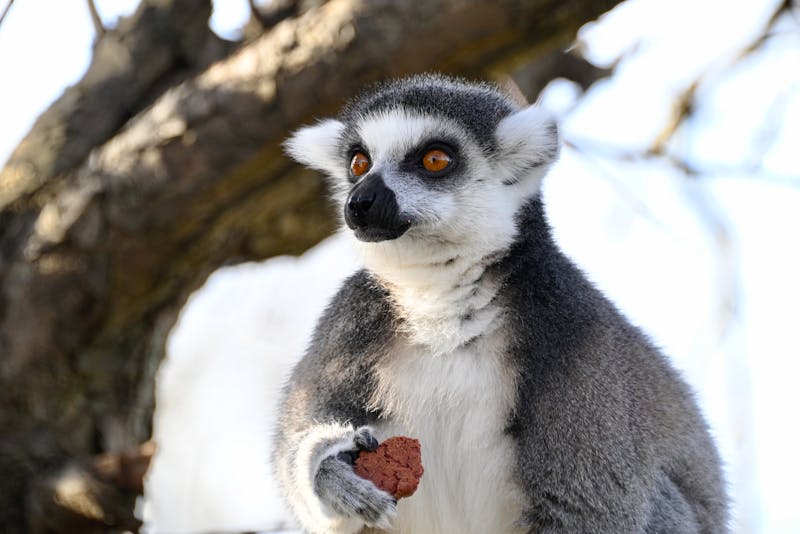 Common Ringtail Possum: Behavior, Life Cycle, and Habits