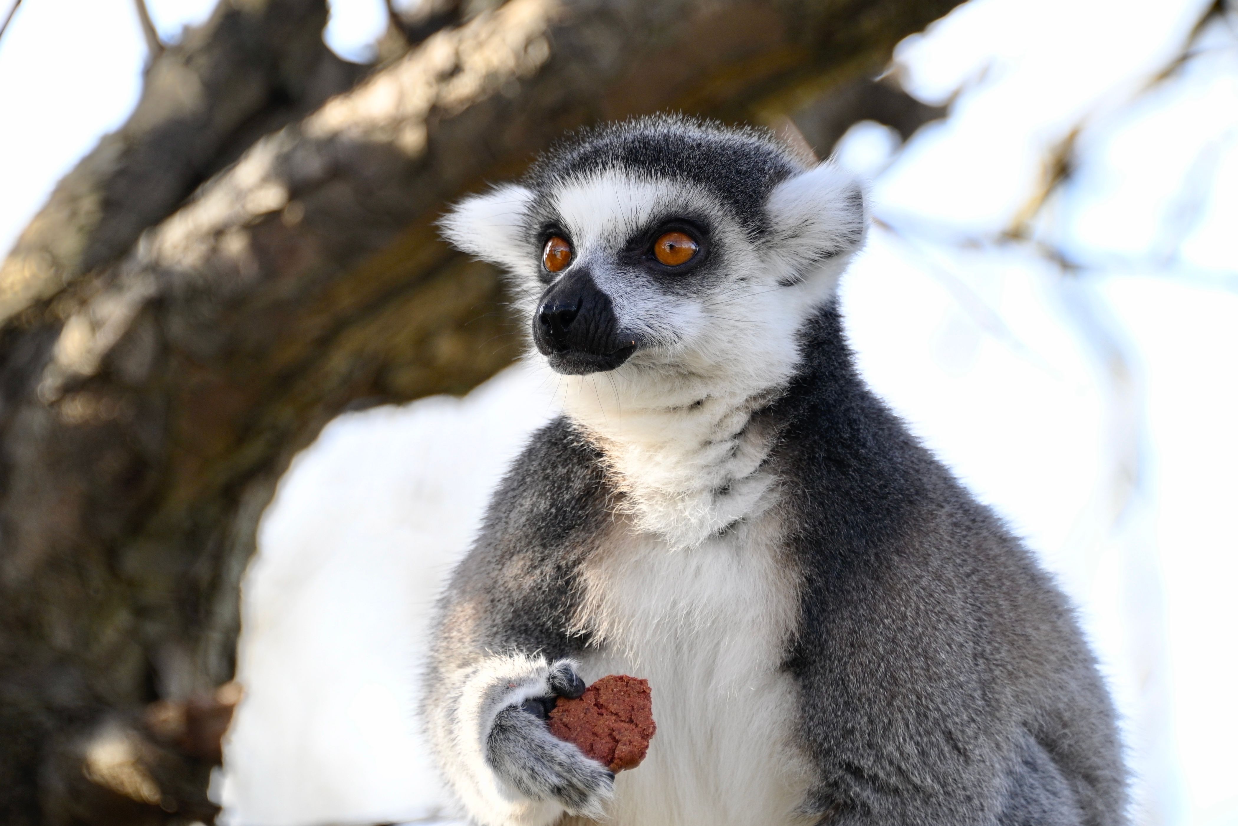 Captivating Ring-Tailed Lemur in Natural Habitat · Free Stock Photo