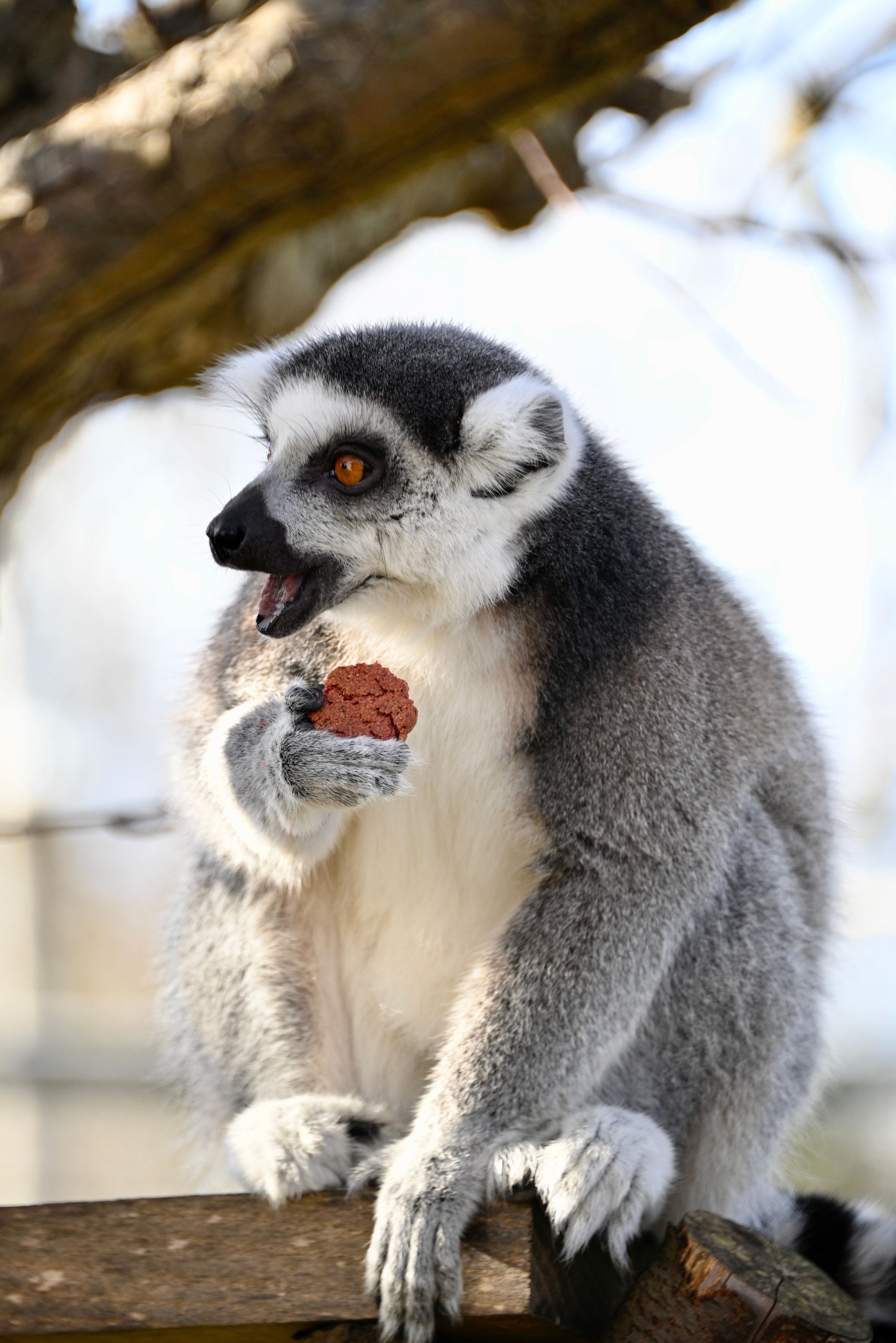 Ring-Tailed Lemur Eating Biscuit on Tree · Free Stock Photo