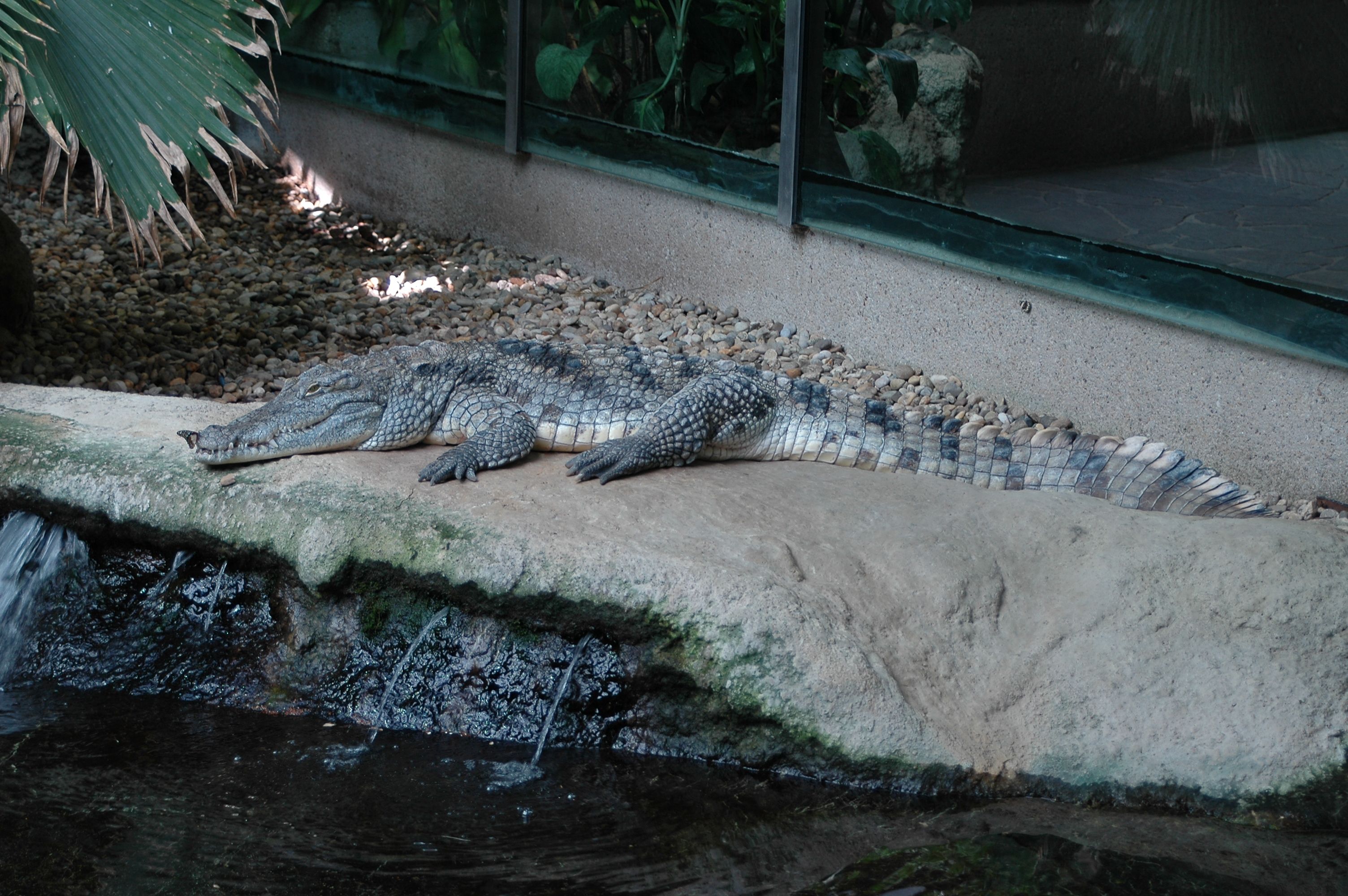 Crocodile Resting on Rock in Vienna Zoo Enclosure · Free Stock Photo