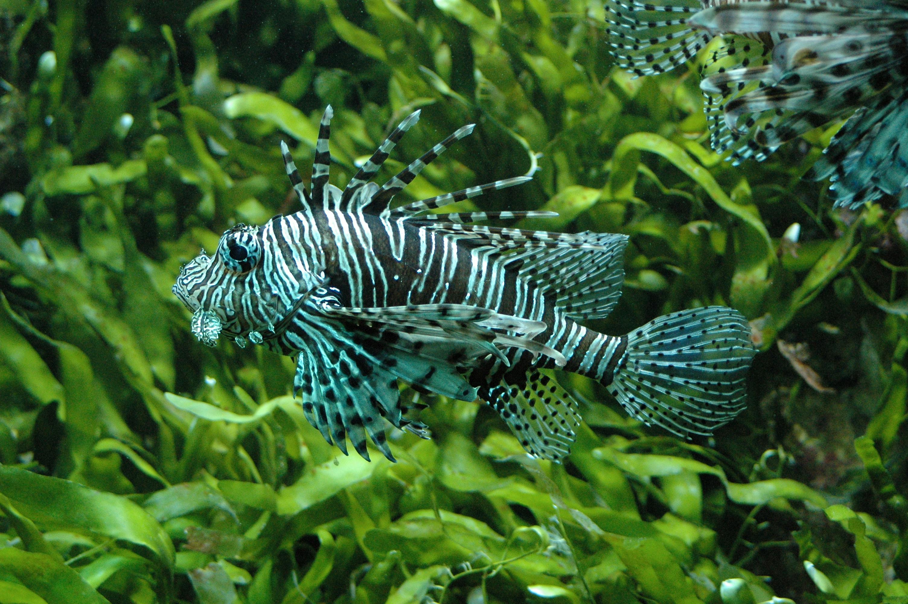 Ikan Singa Yang Menakjubkan Menjelajahi Hutan Bawah Laut · Foto Stok Gratis