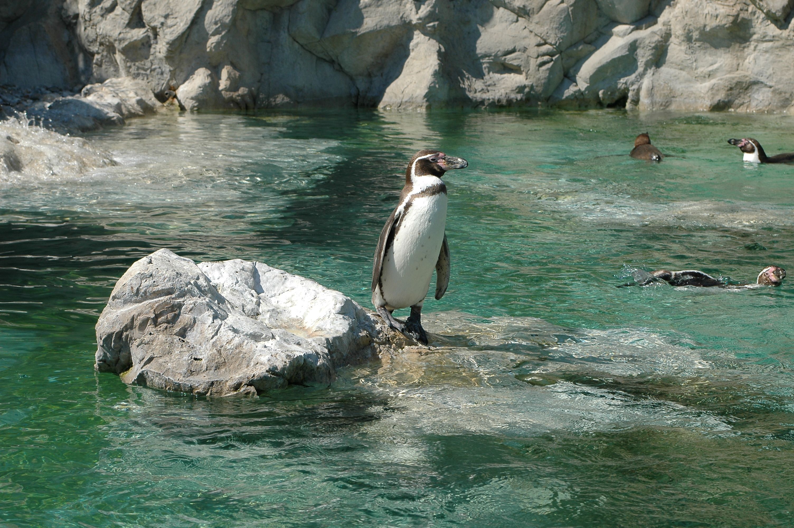 Pingüinos En Hábitat Rocoso Natural En El Zoológico · Foto de stock ...