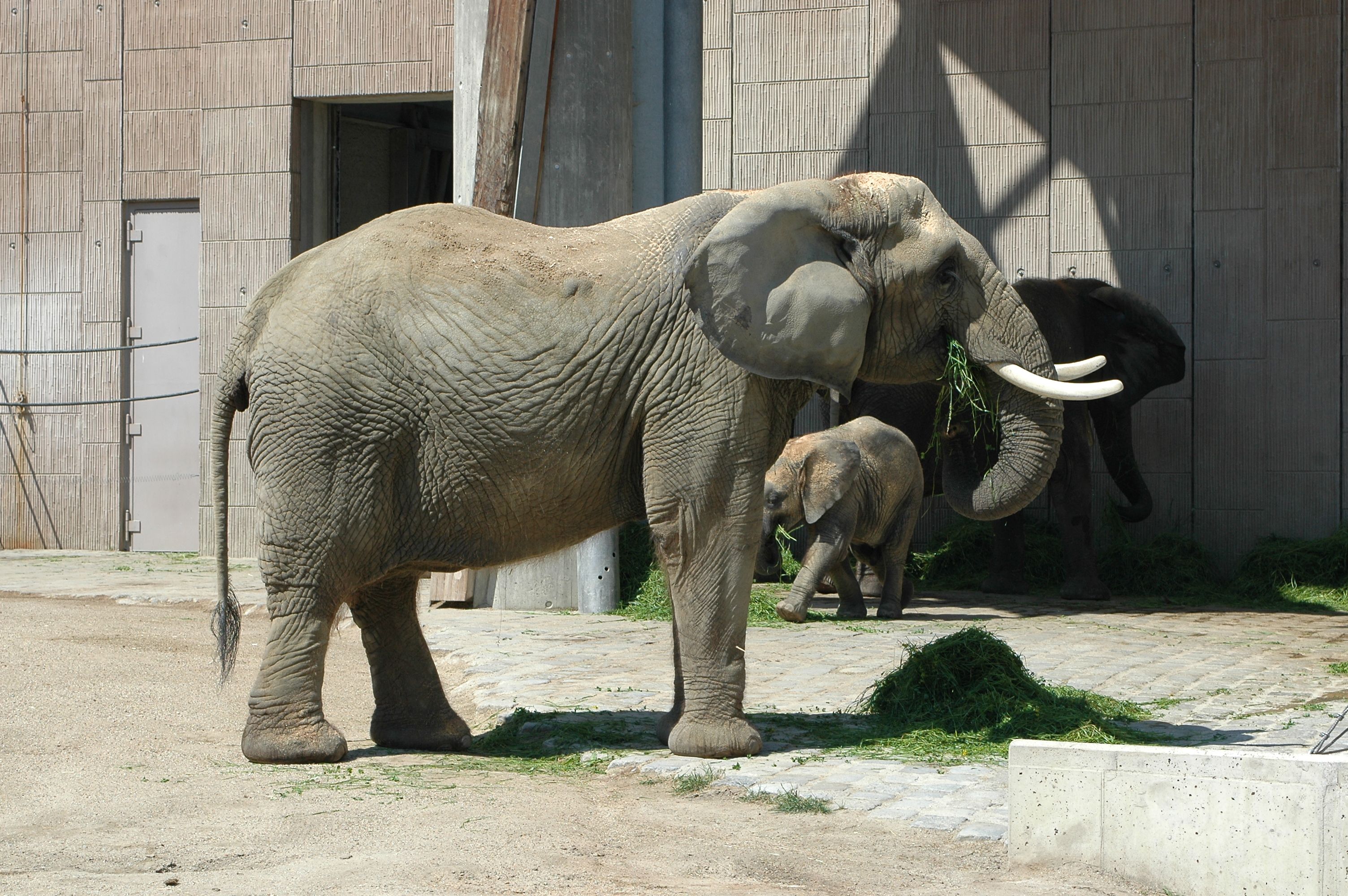 Elephant Elland Photos, Download The BEST Free Elephant Elland Stock ...