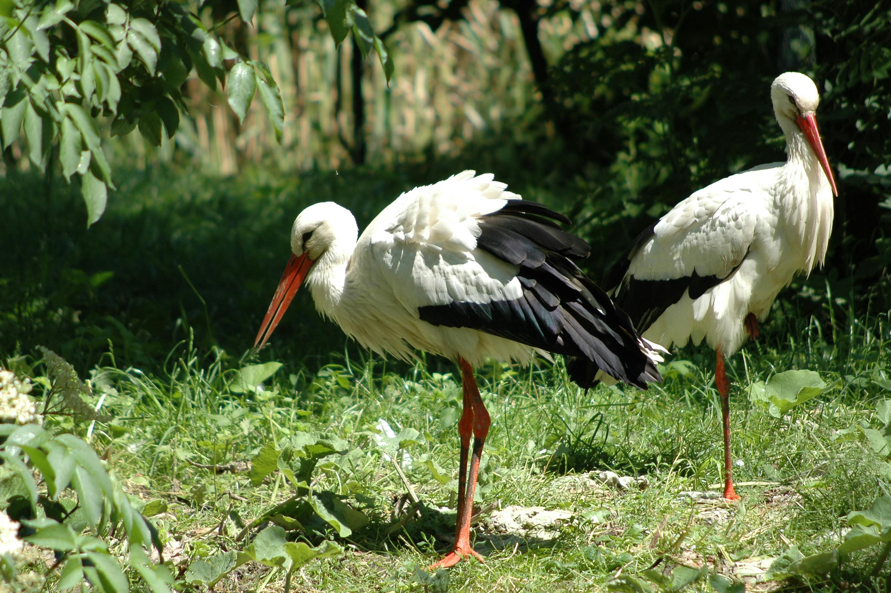 Atropos Avian Photos, Download The BEST Free Atropos Avian Stock Photos ...