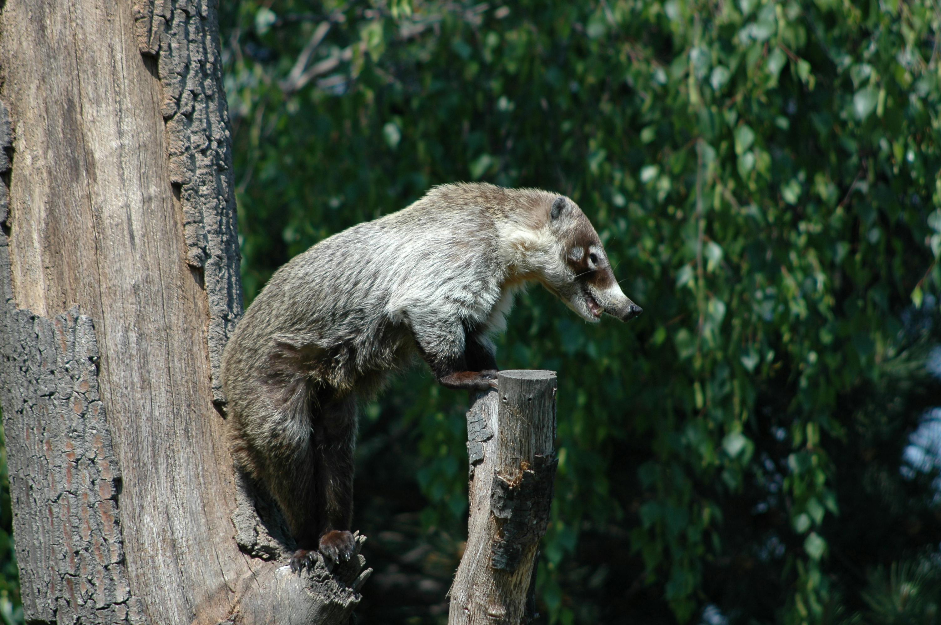 Coati Perched on Tree in Natural Habitat · Free Stock Photo