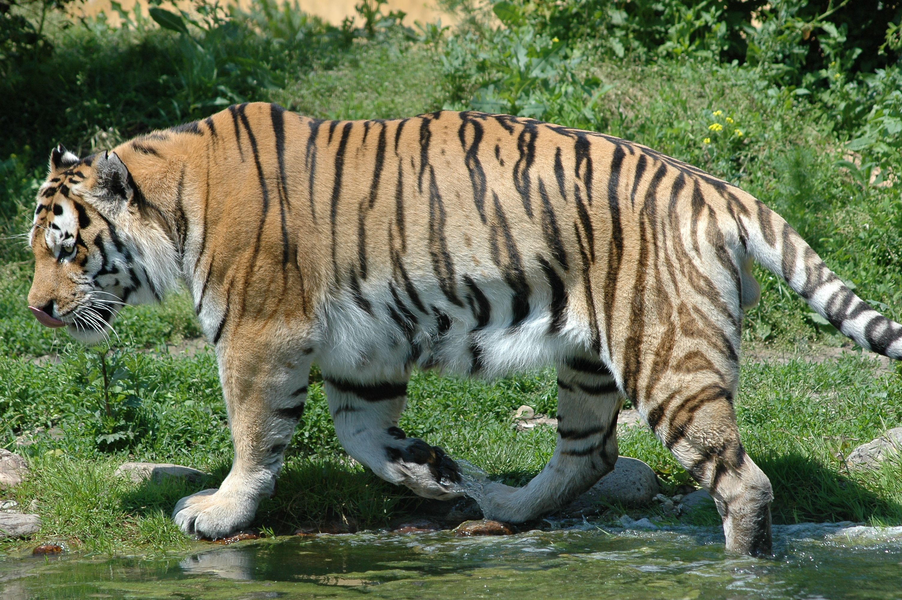 Majestic Tiger at Wien's Schönbrunn Zoo · Free Stock Photo
