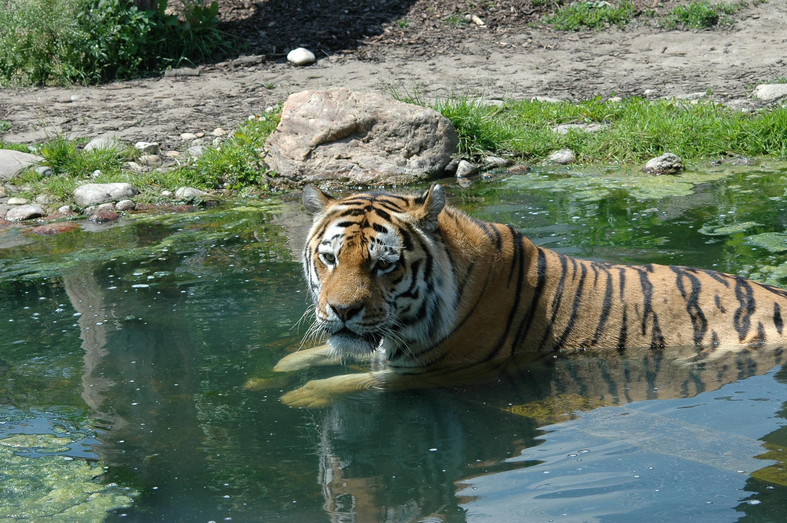 Tiger Bath Photos, Download The BEST Free Tiger Bath Stock Photos & HD ...